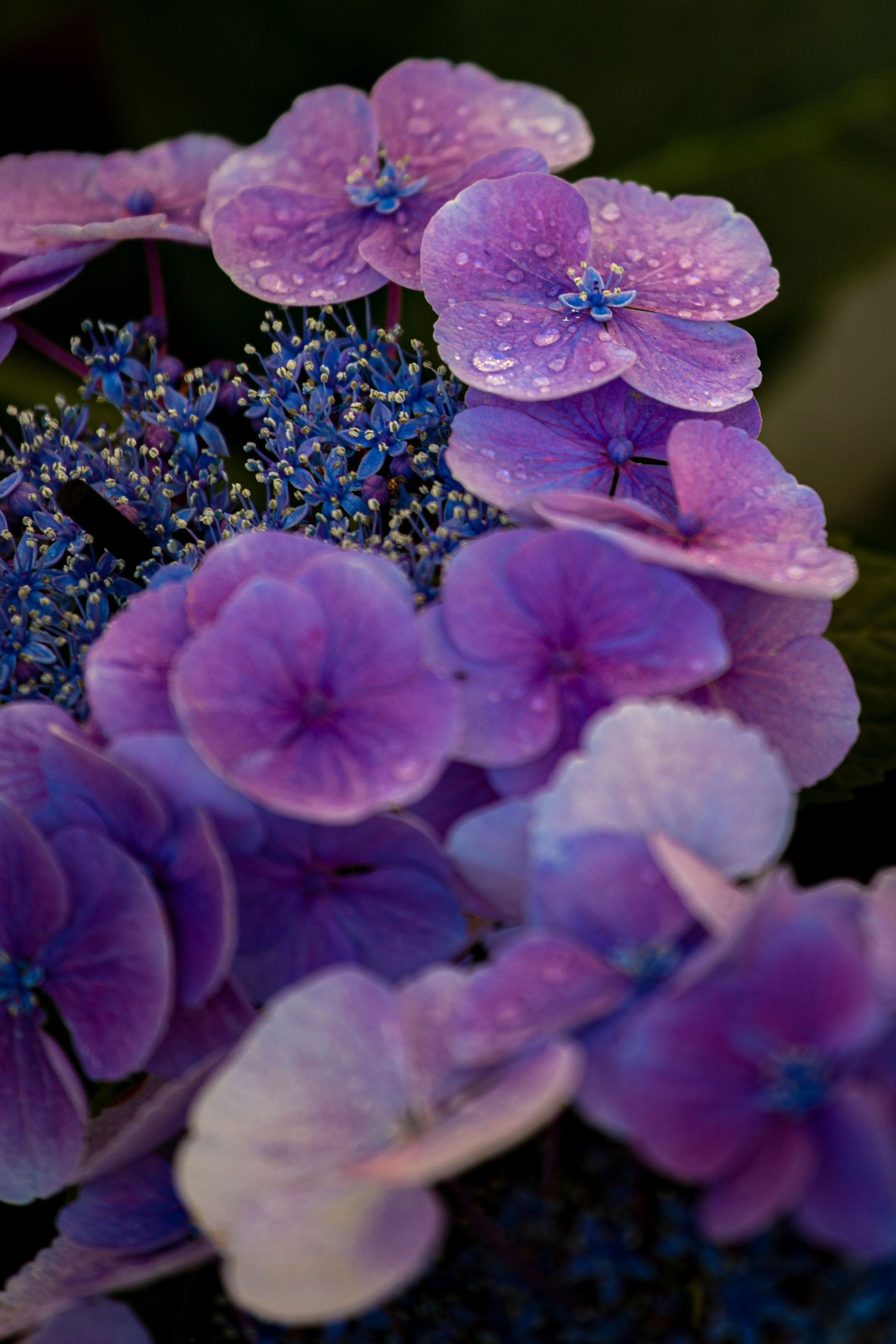 Nature Flower Photos, Download The BEST Free Nature Flower Stock Photos ...