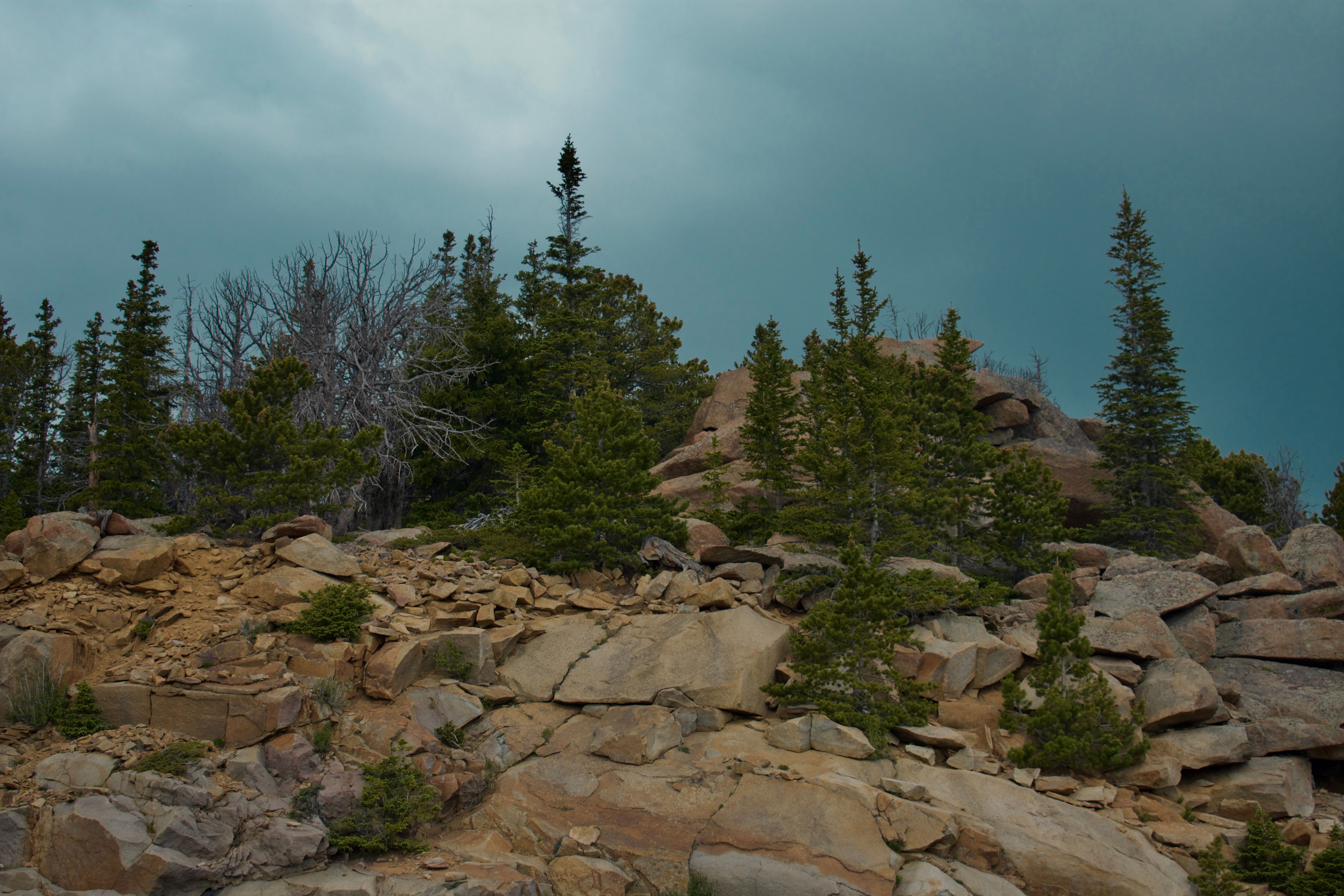Rocky Landscape with Pine Trees and Overcast Sky · Free Stock Photo