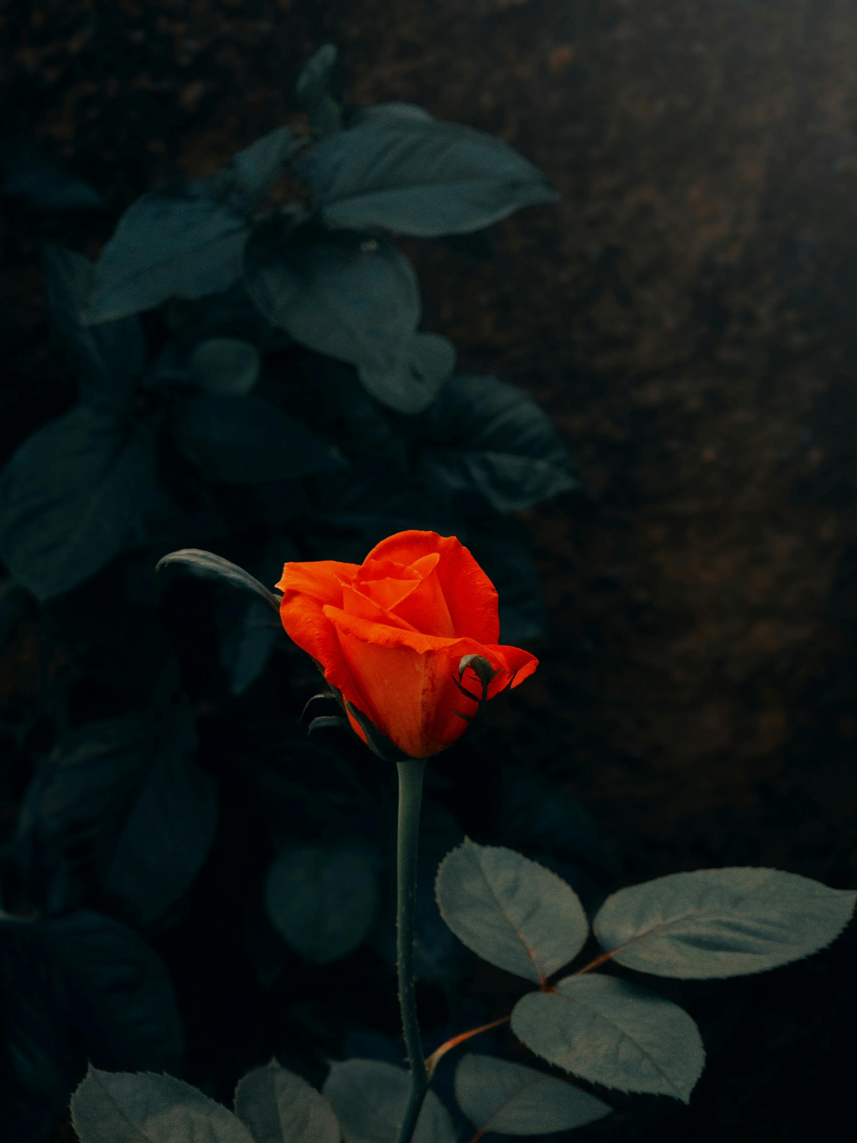 Keyshot Background Photos, Download The BEST Free Keyshot Background ...