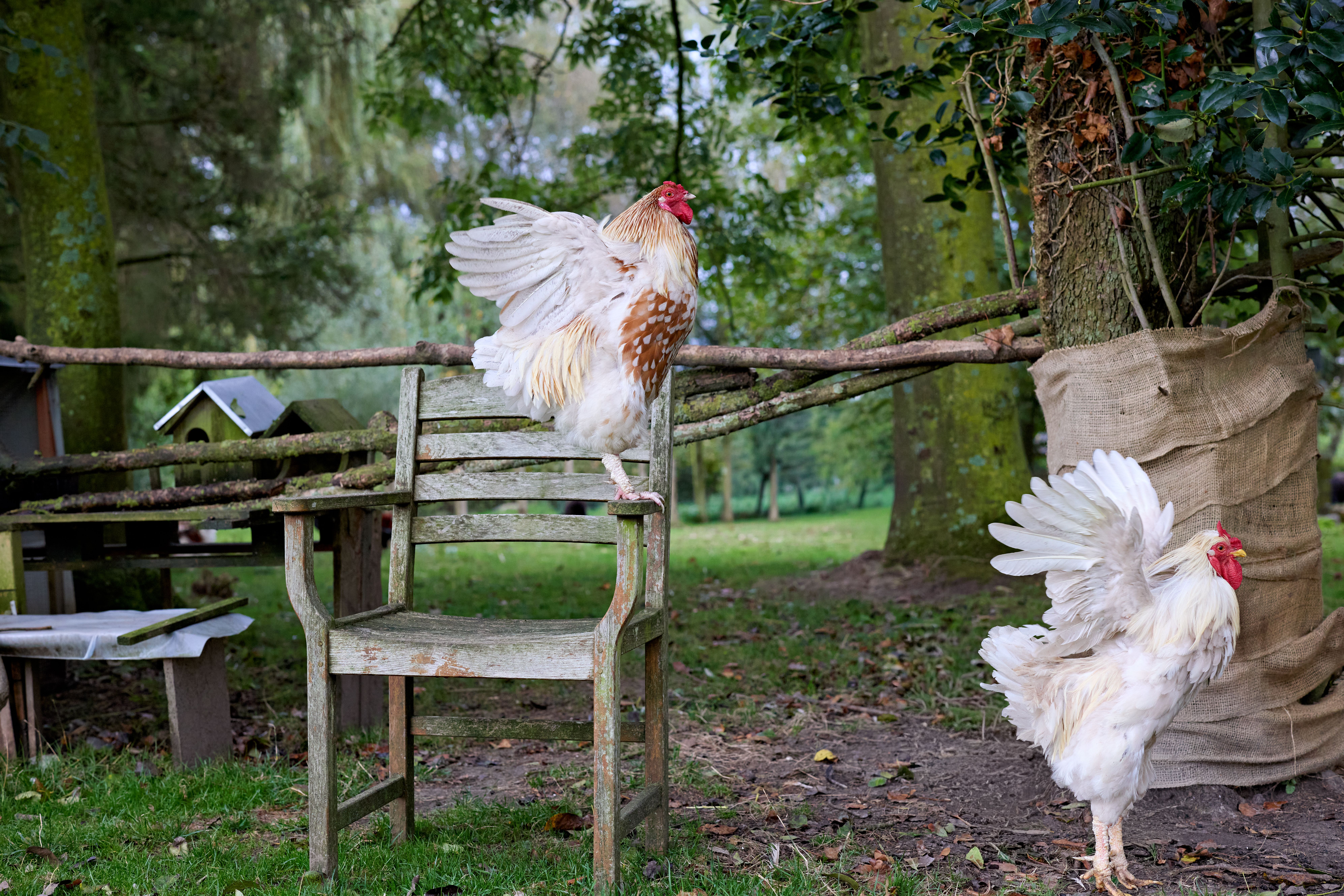 Rustic Farm Scene with Roosters on a Wooden Chair · Free Stock Photo
