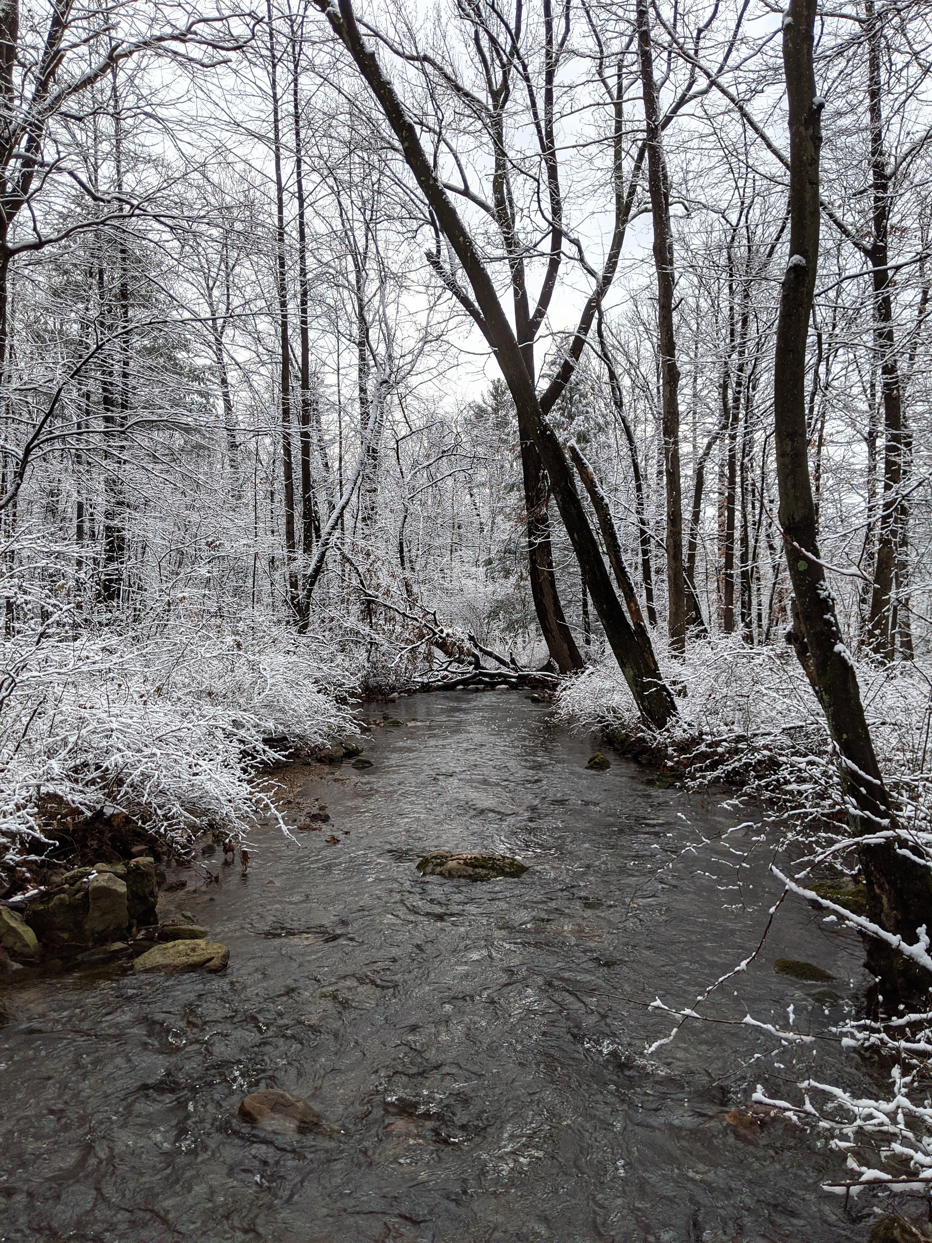 Winter Forest Stream with Snow-Covered Trees · Free Stock Photo