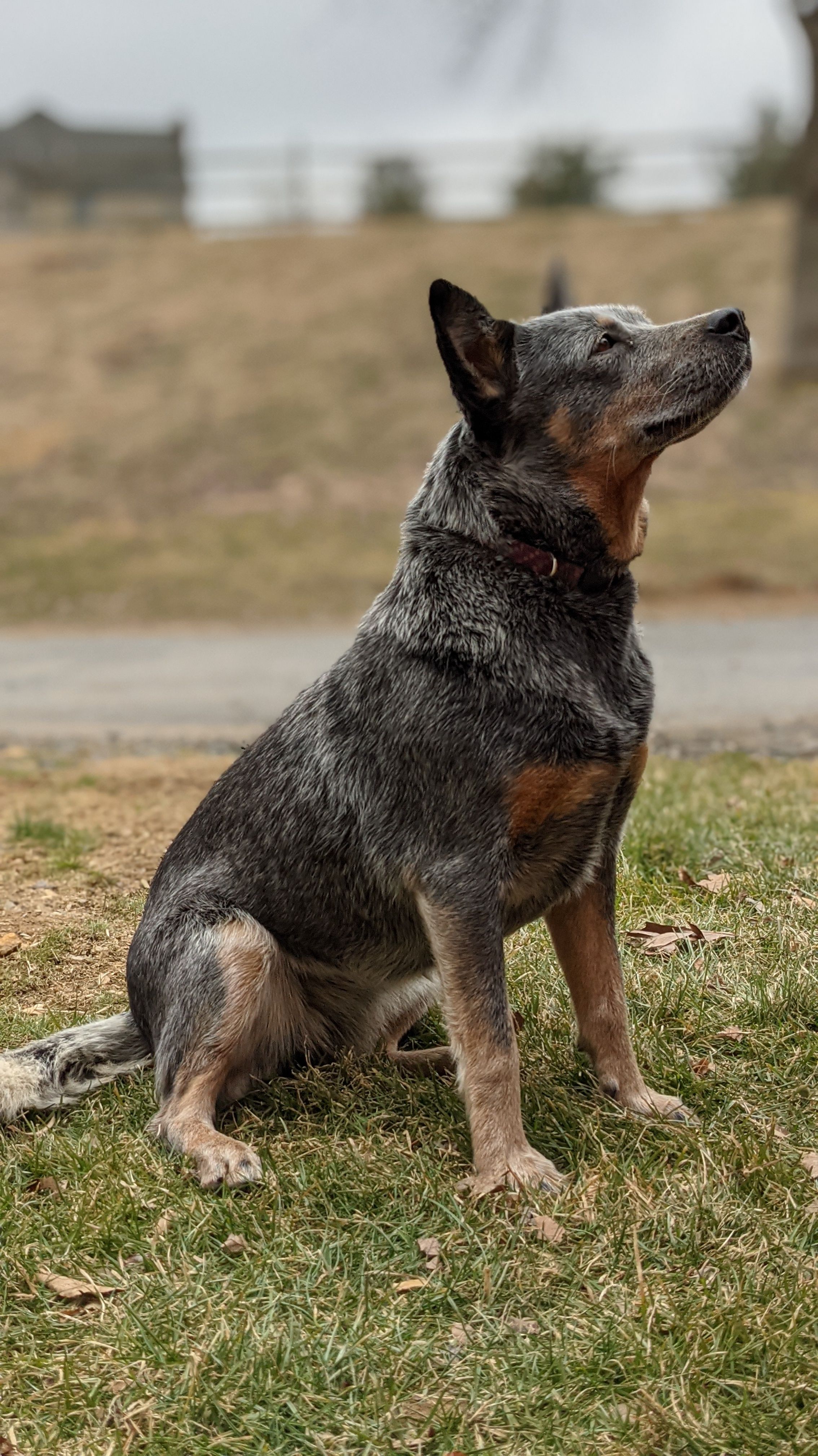 Australian Cattle Dog Sitting Outdoors in Spring · Free Stock Photo