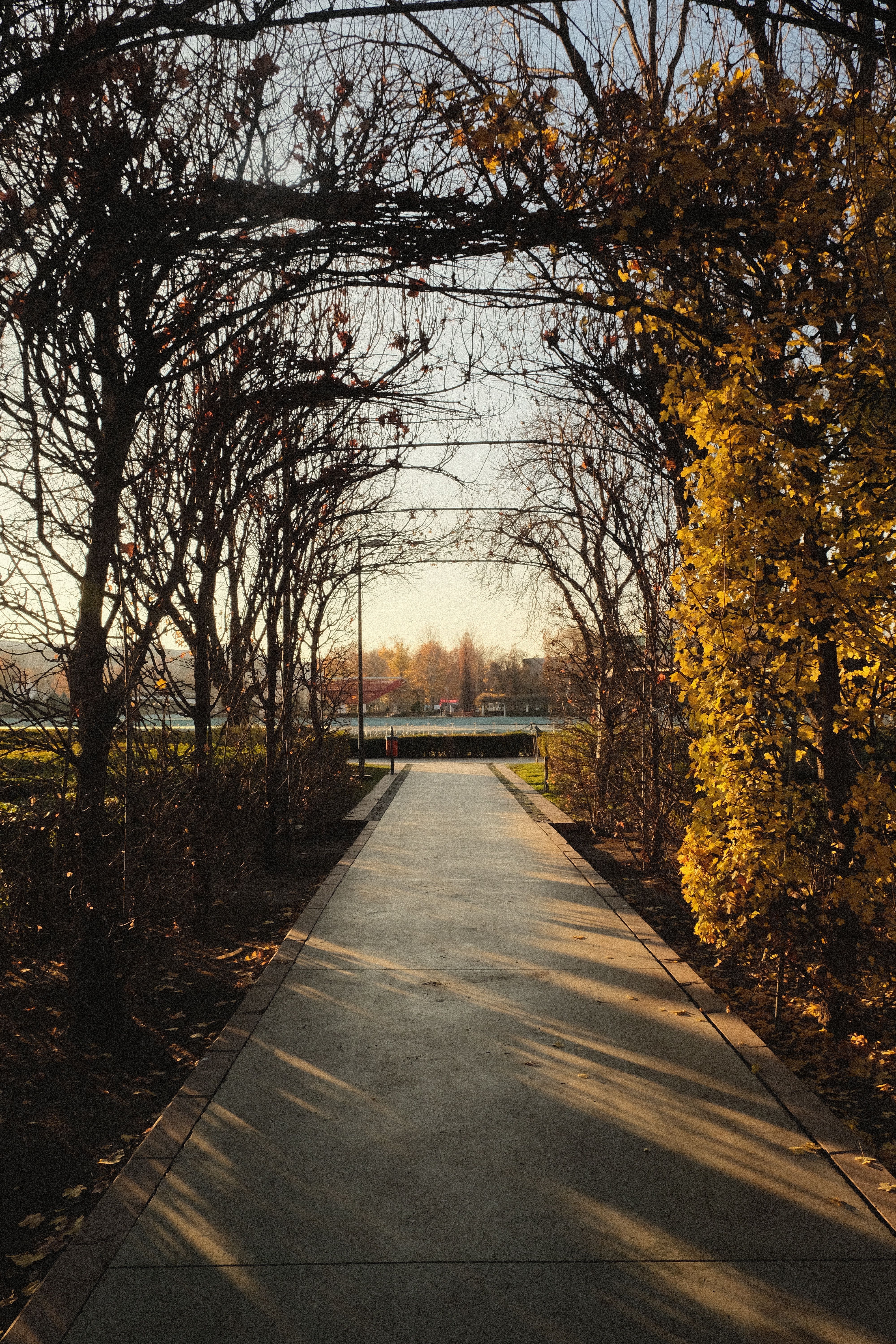Serene Autumn Pathway with Golden Foliage · Free Stock Photo