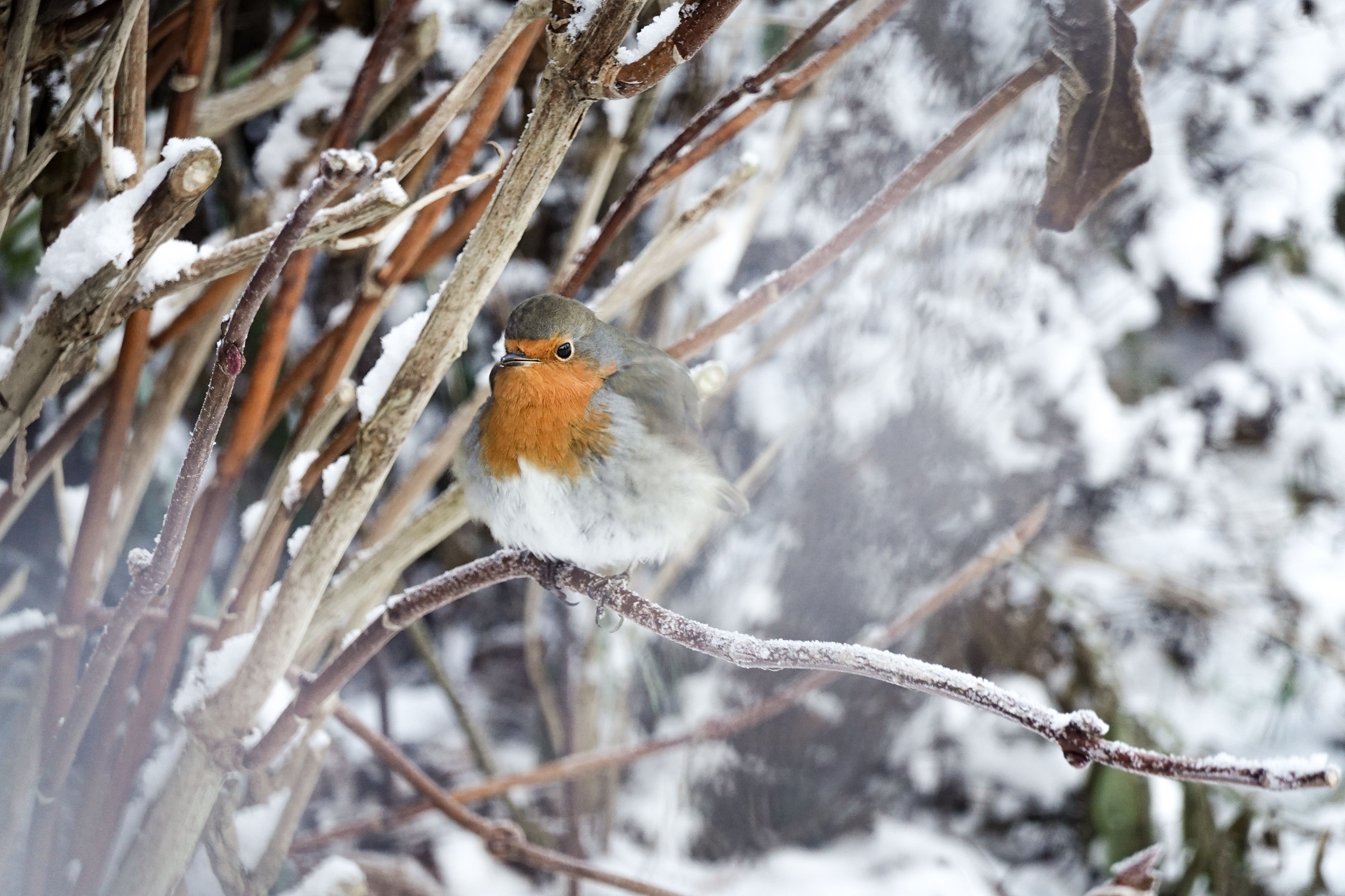 Winter Robins Photos, Download The BEST Free Winter Robins Stock Photos ...