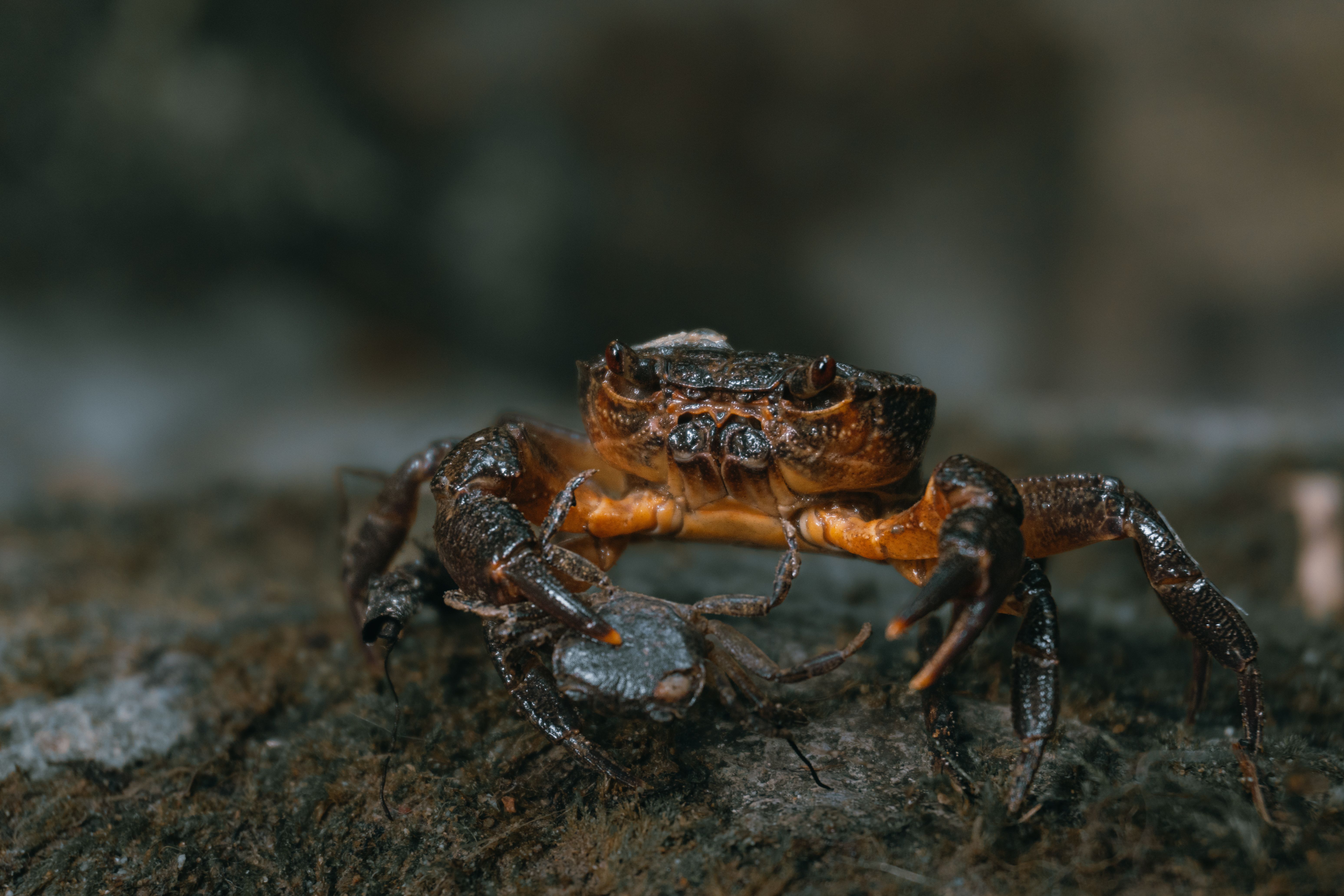 Close-up of Crab on Natural Rock in Wilderness · Free Stock Photo