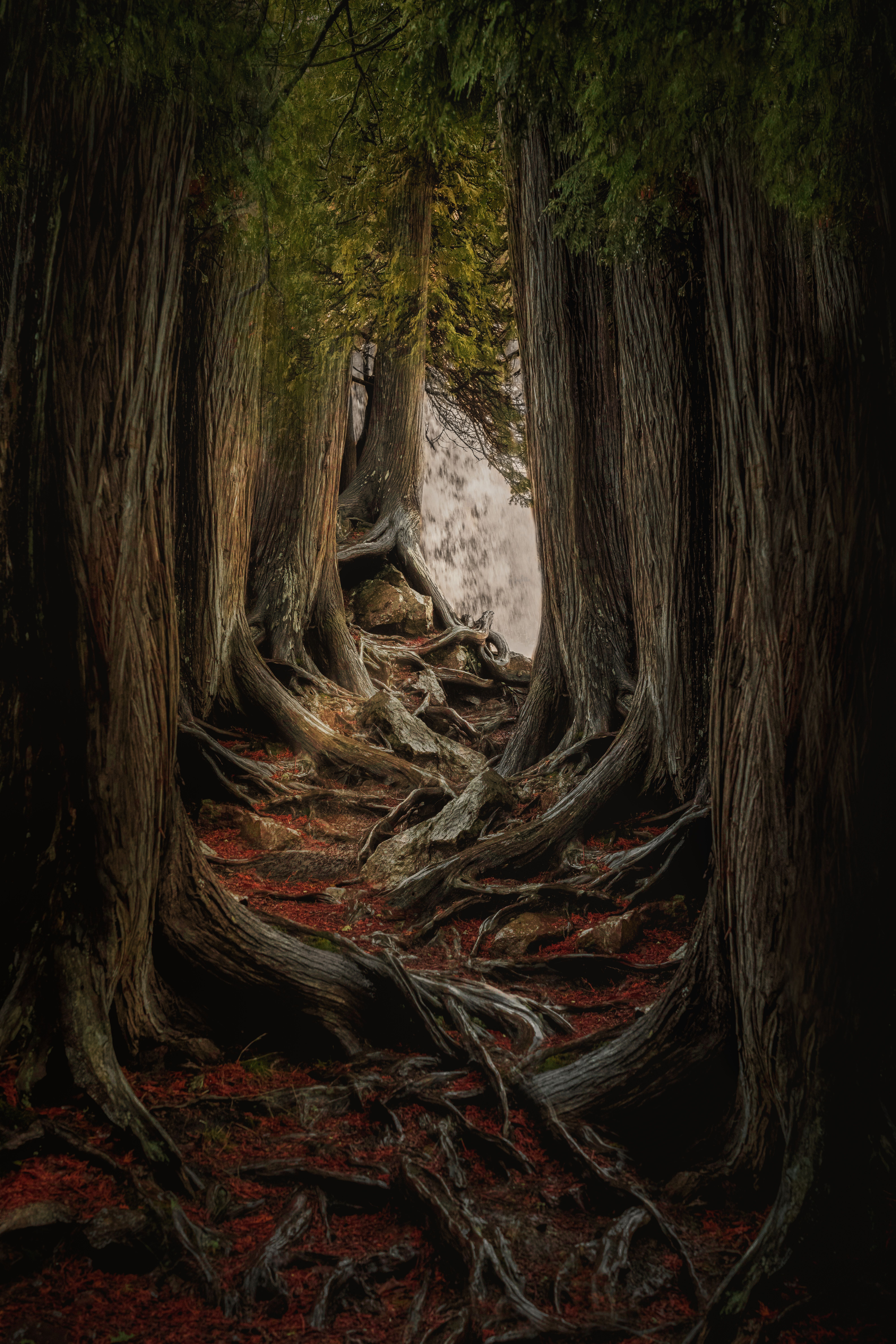 Majestic Cedar Trees in Two Harbors Forest · Free Stock Photo