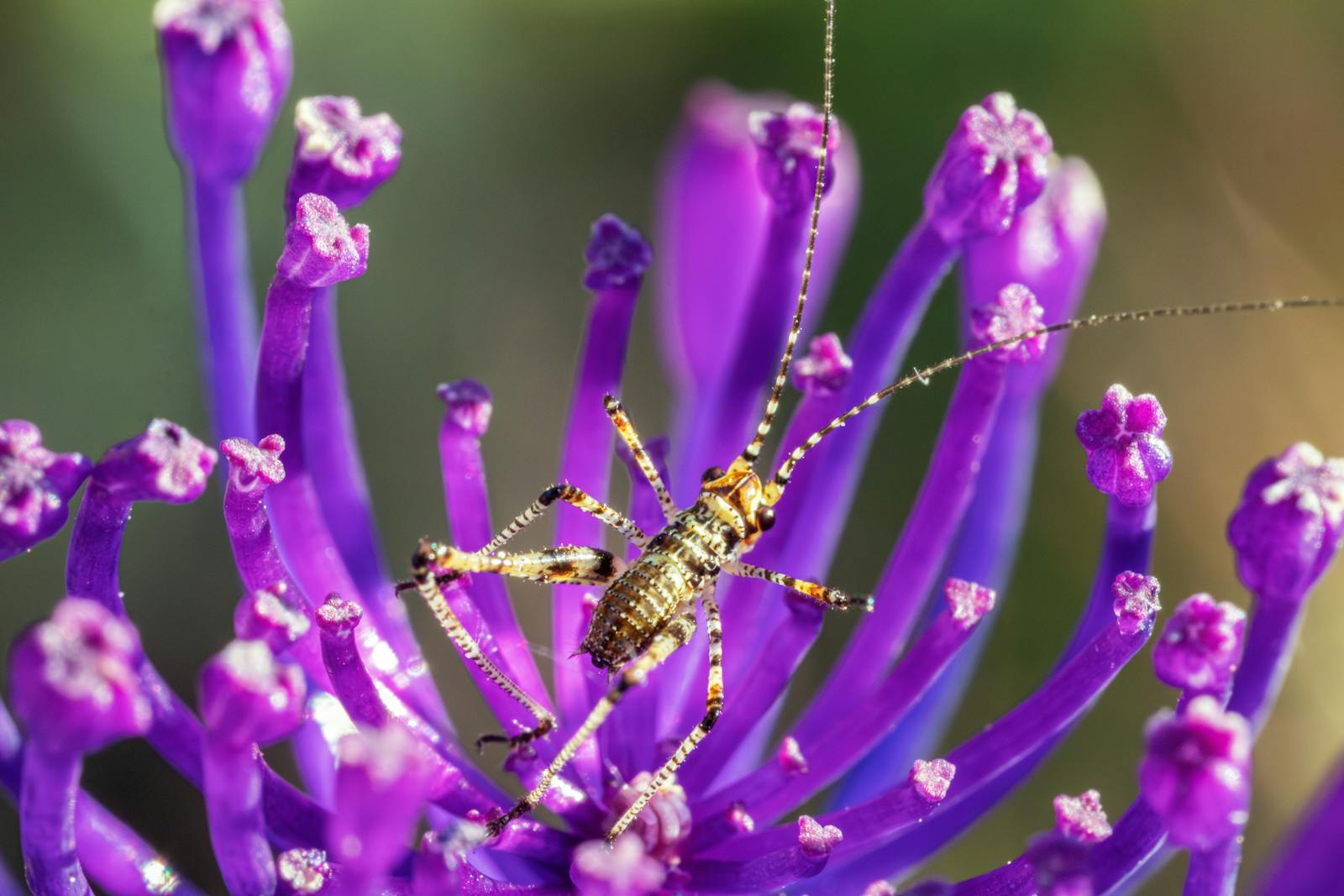 Cricket Images Photos, Download The BEST Free Cricket Images Stock ...