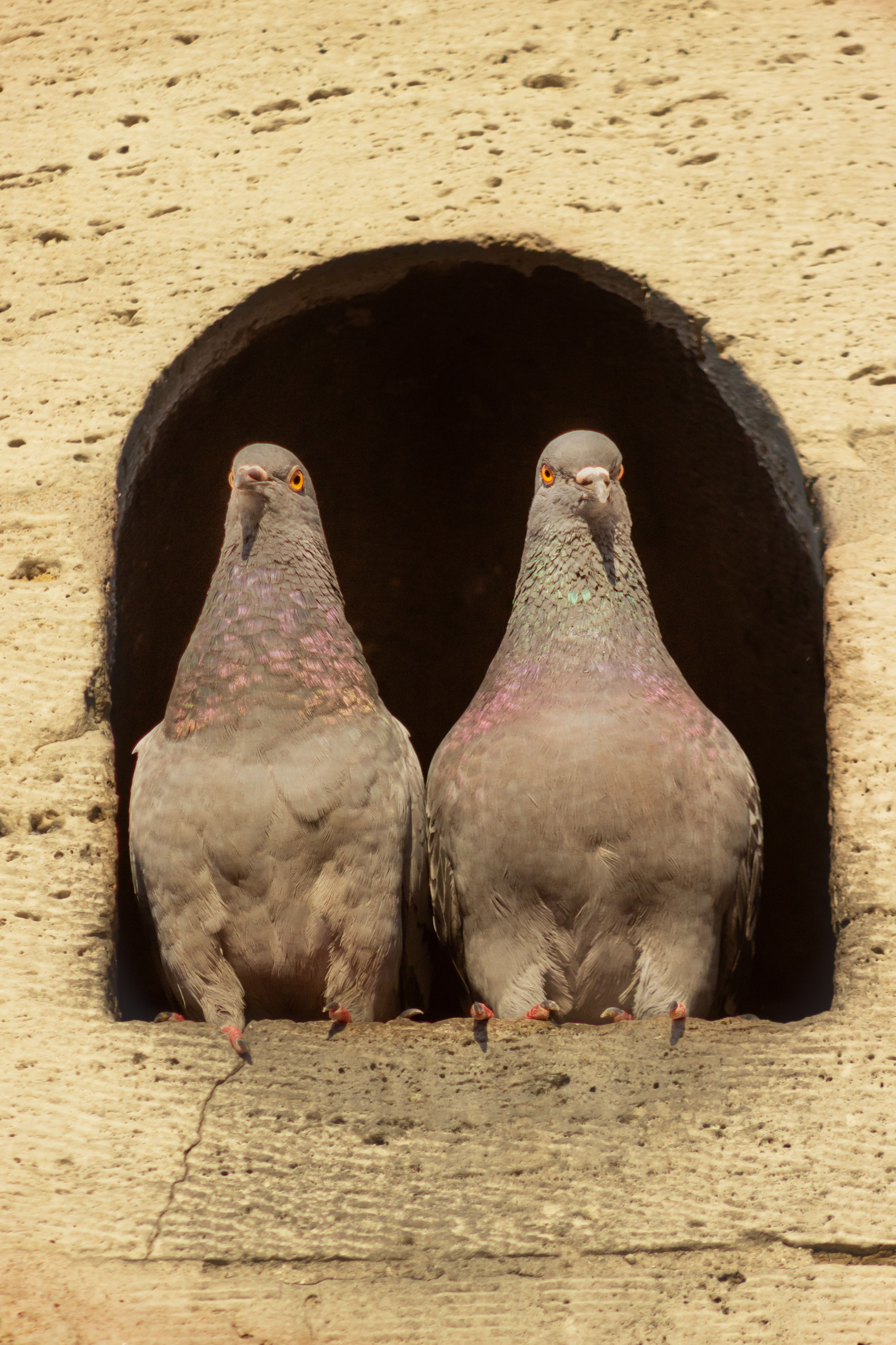 Pair of Pigeons Nestled in Stone Arch · Free Stock Photo