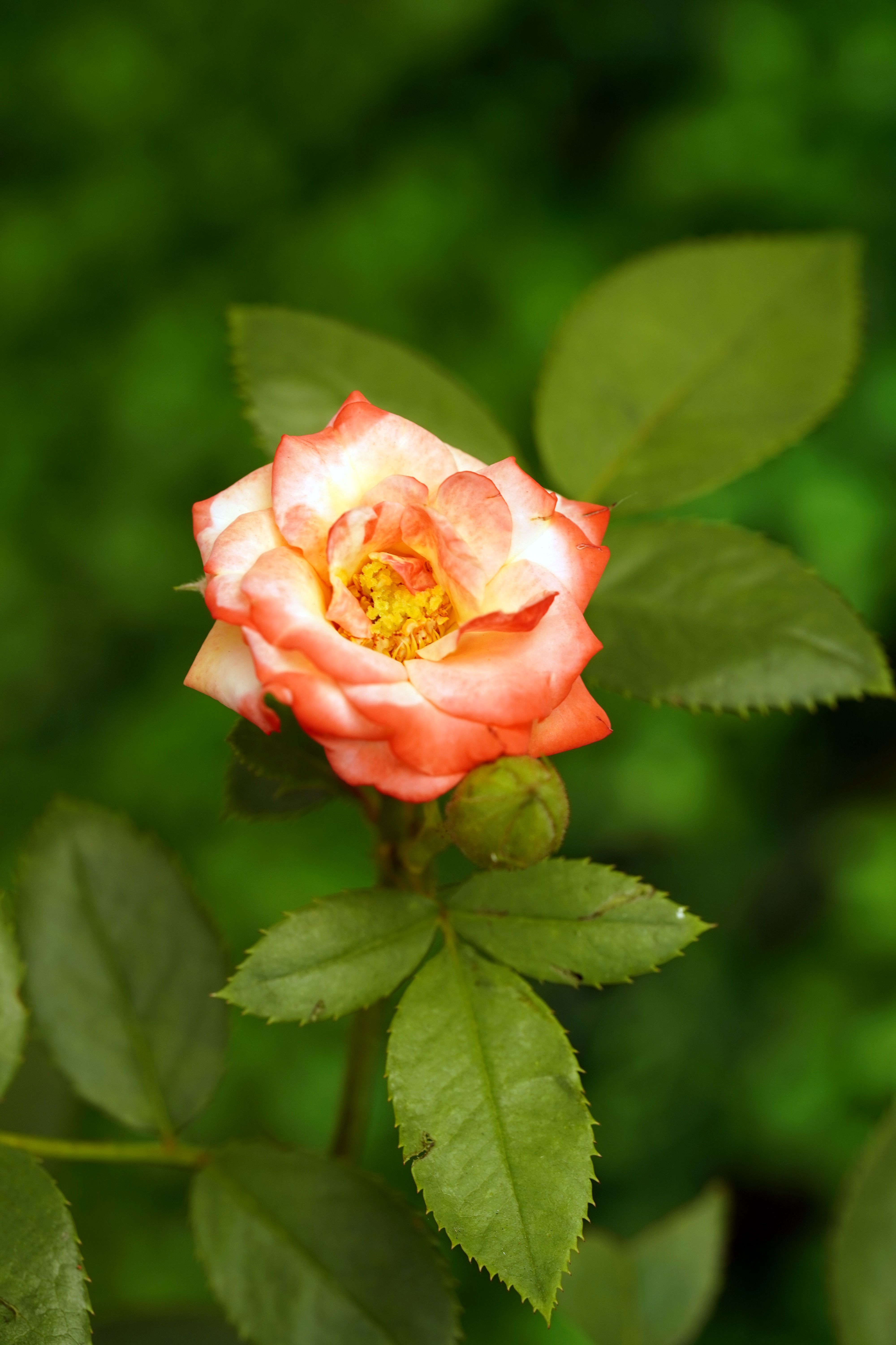 Nature Flower Photos, Download The BEST Free Nature Flower Stock Photos ...