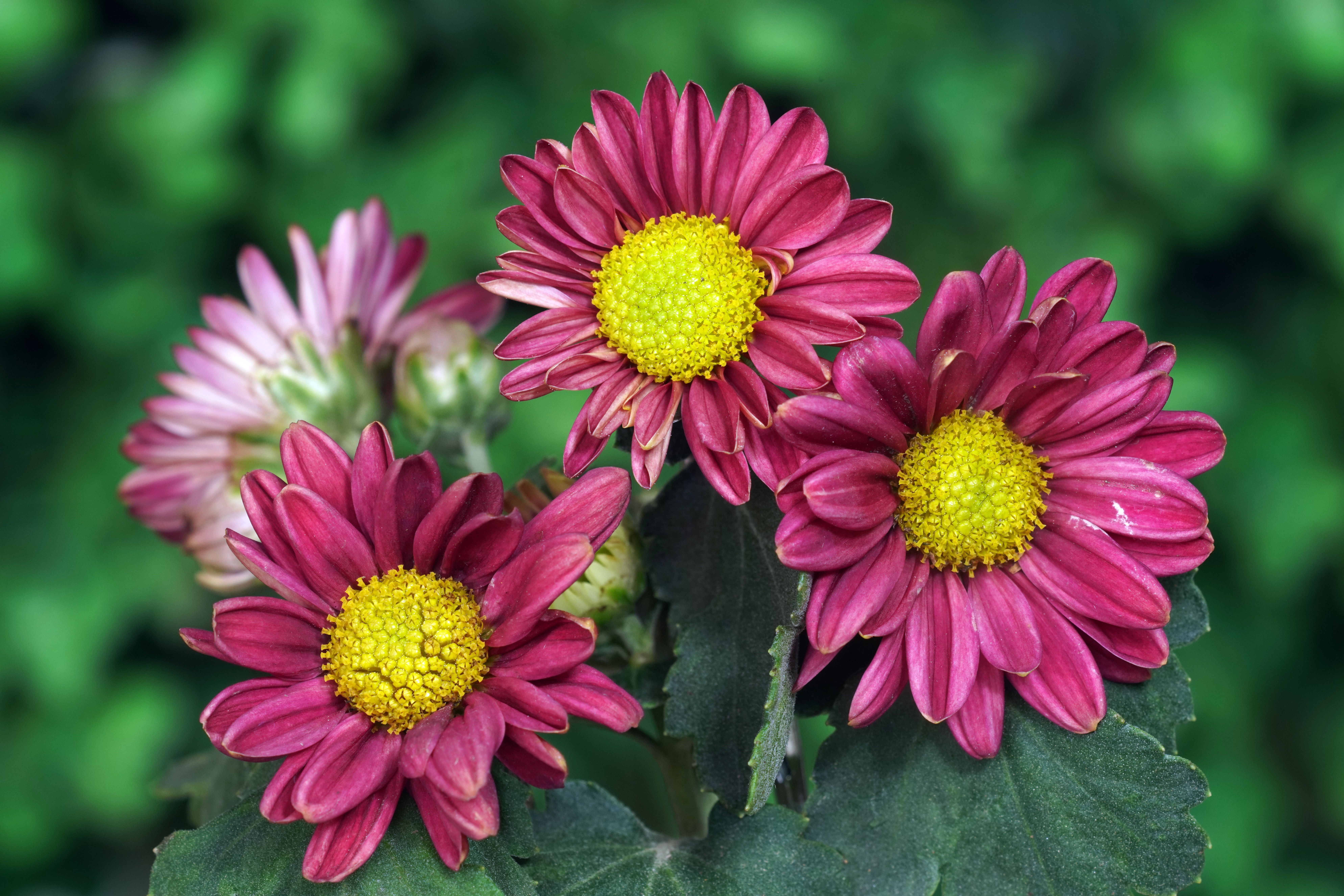 Blooming Flowers Photos, Download The BEST Free Blooming Flowers Stock ...