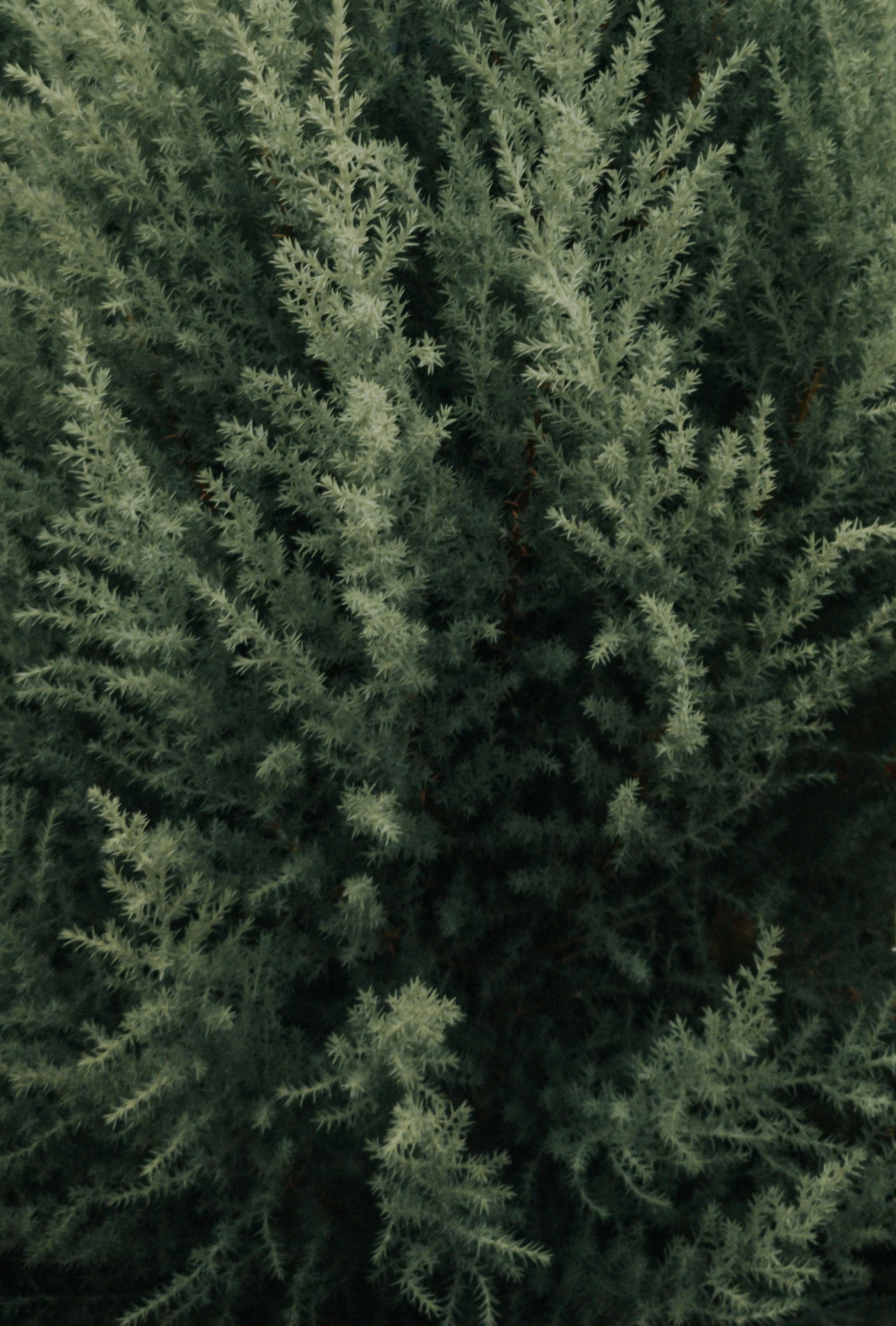 Balumama+Wallpaper Photos, Download The BEST Free Balumama+Wallpaper ...