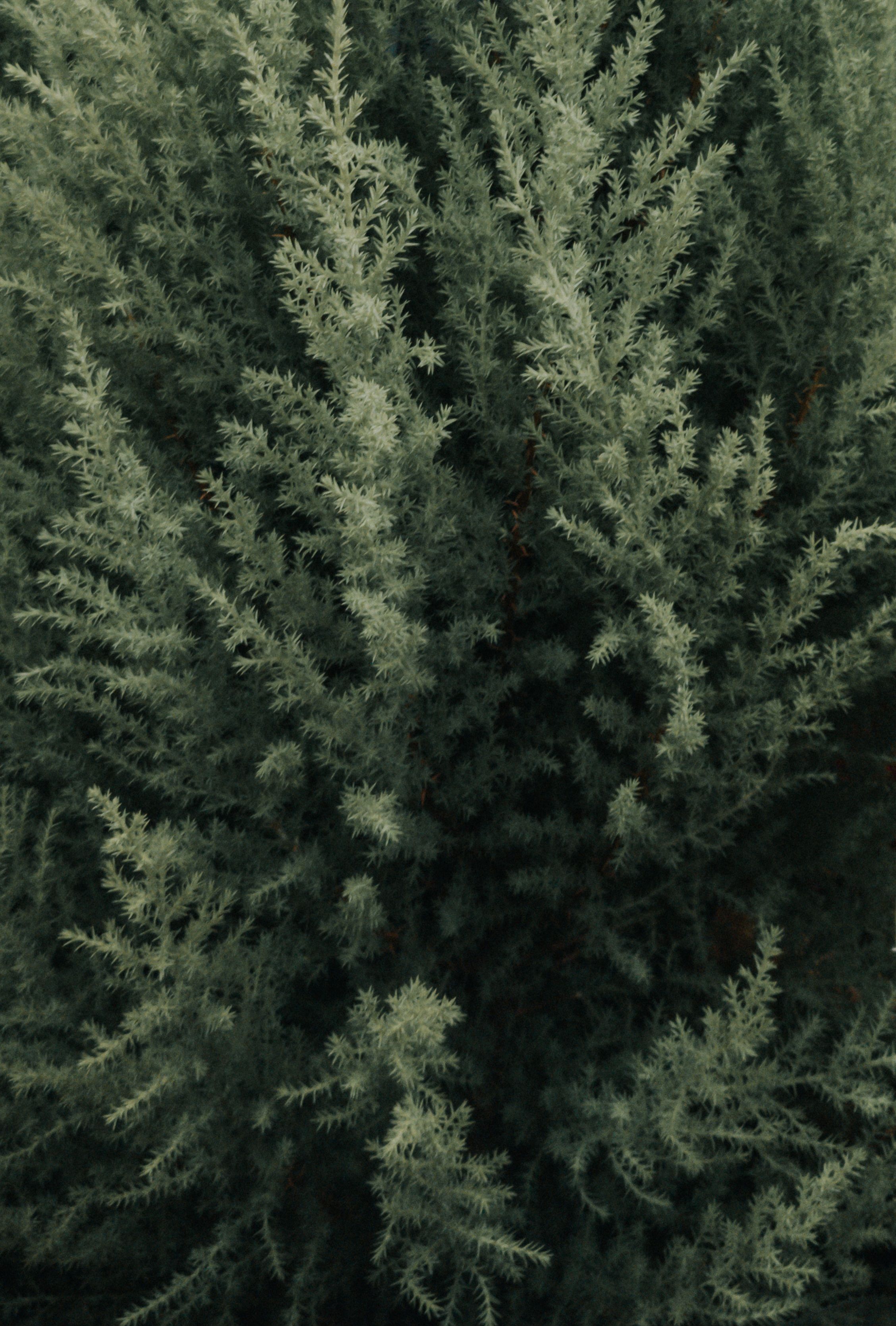 Dense Evergreen Foliage with Natural Texture · Free Stock Photo
