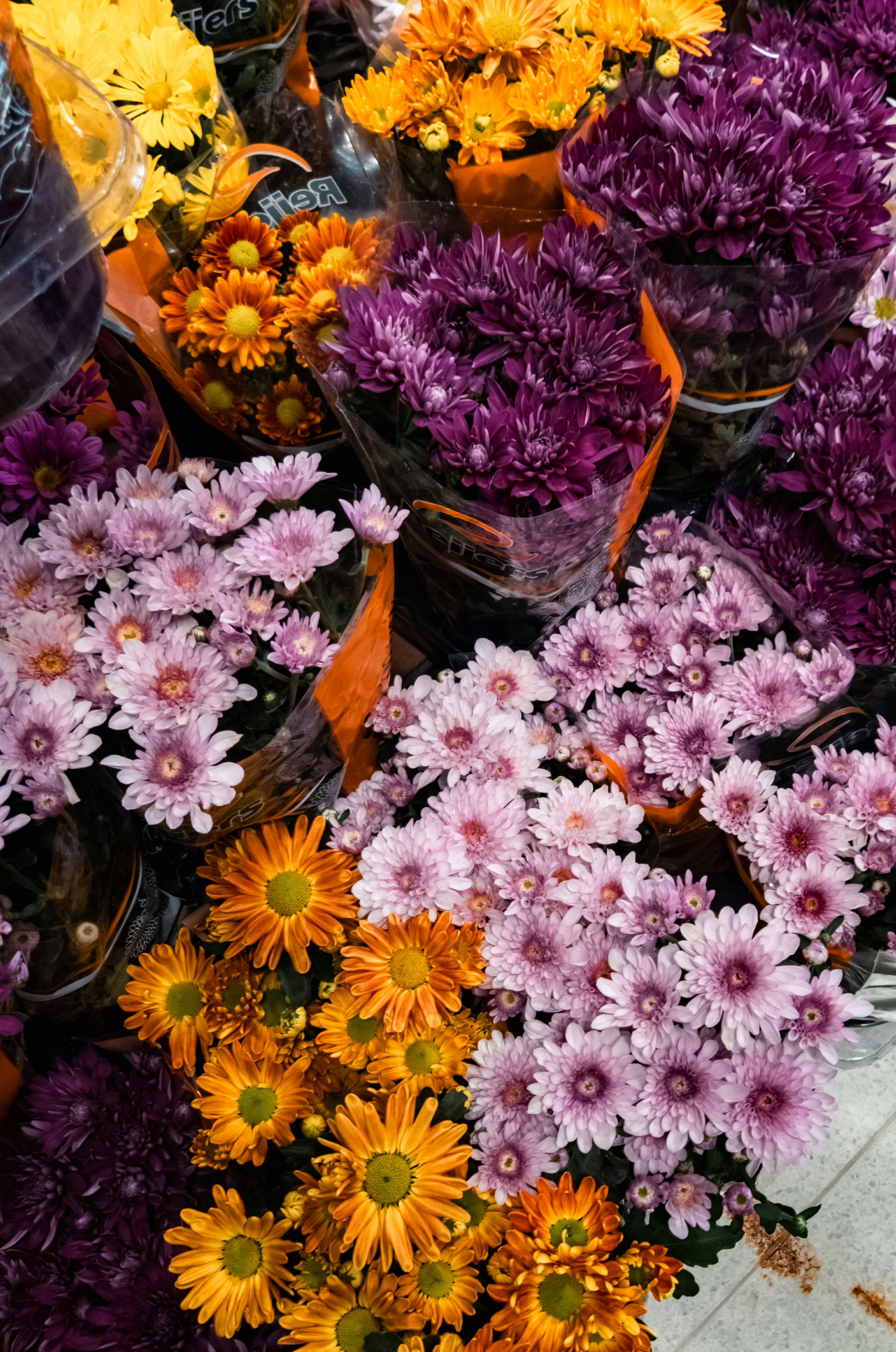 Blooming Flowers Photos, Download The BEST Free Blooming Flowers Stock ...