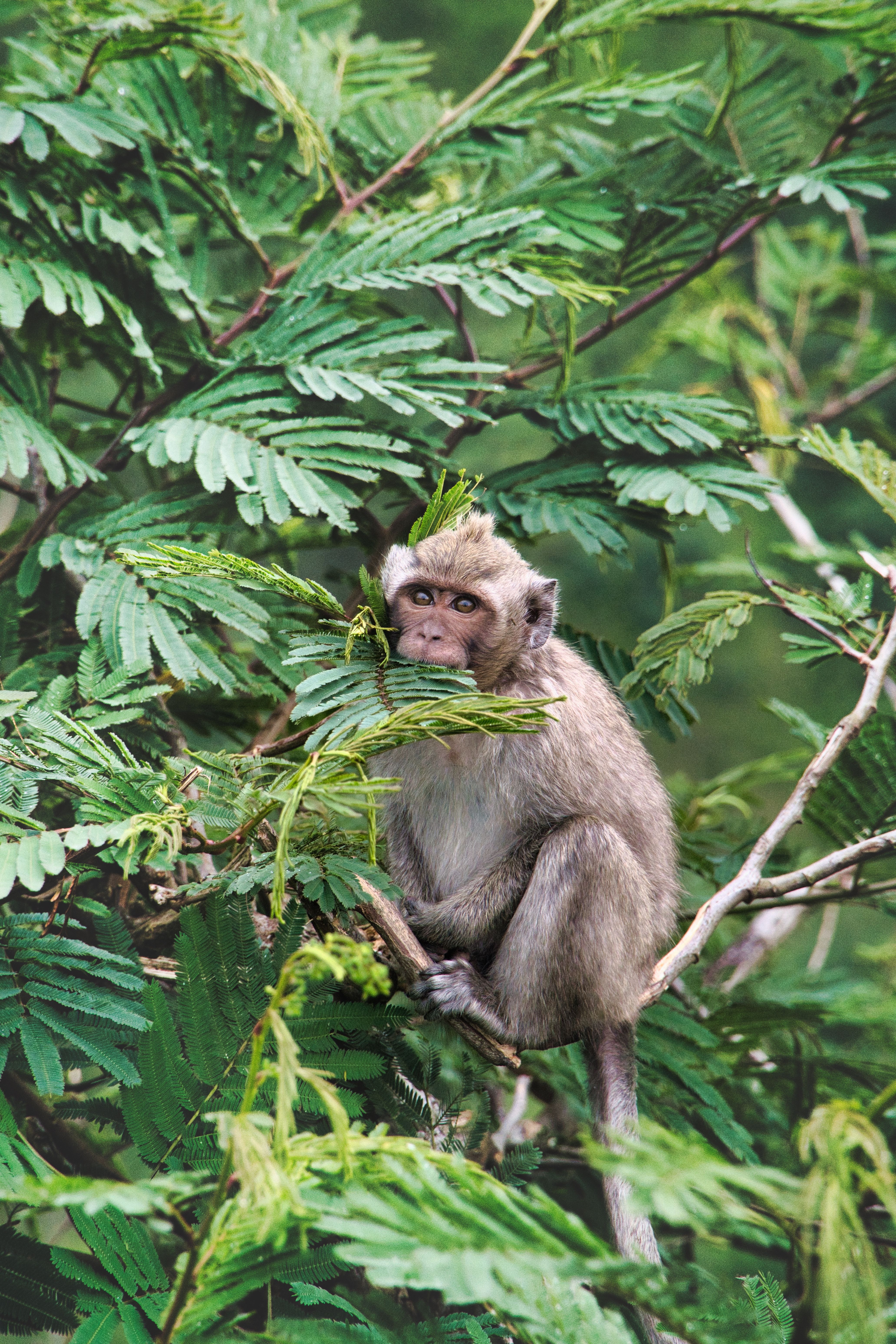 Monkey Fice Photos, Download The BEST Free Monkey Fice Stock Photos ...