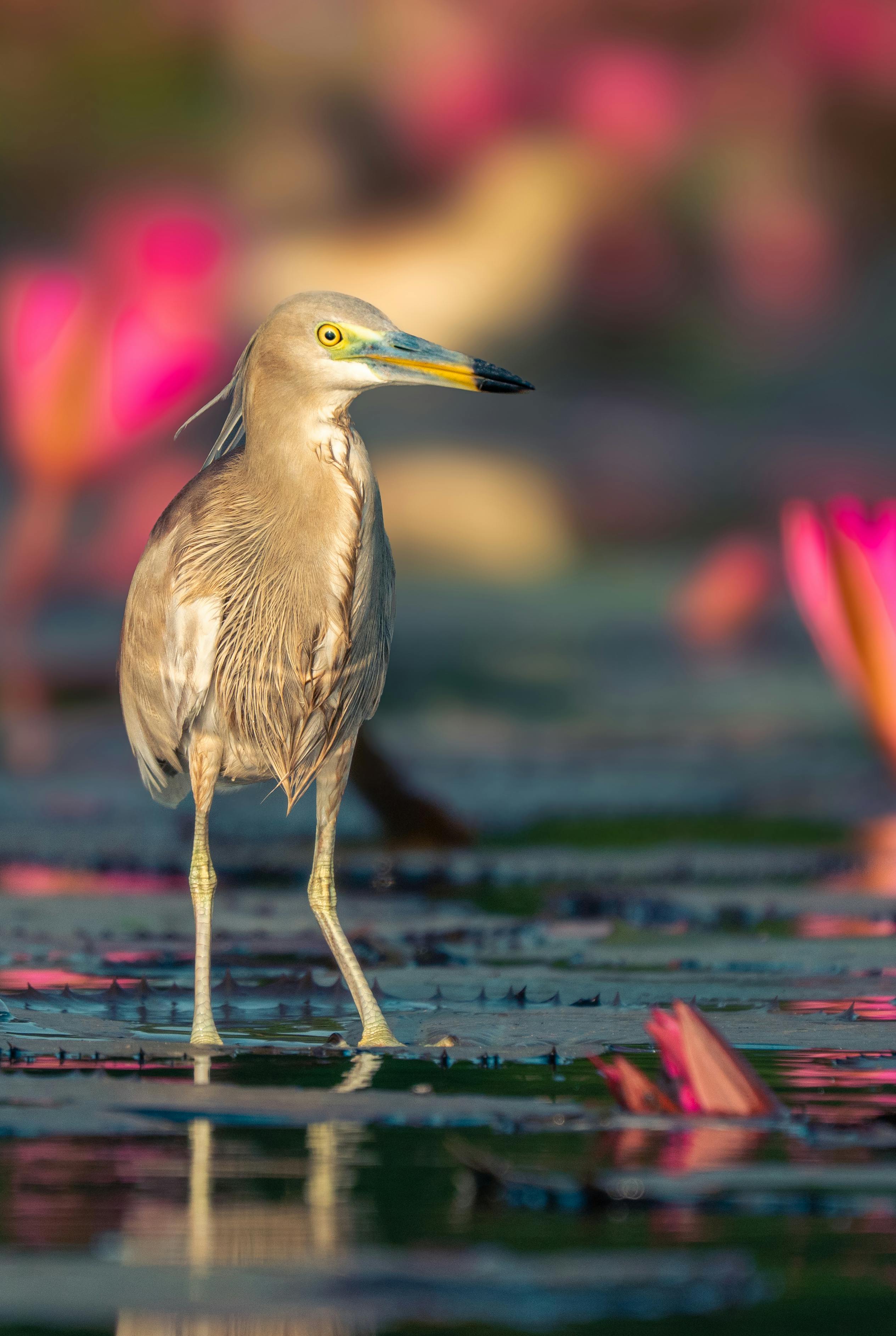 Bird 4k Photos, Download The BEST Free Bird 4k Stock Photos & HD Images