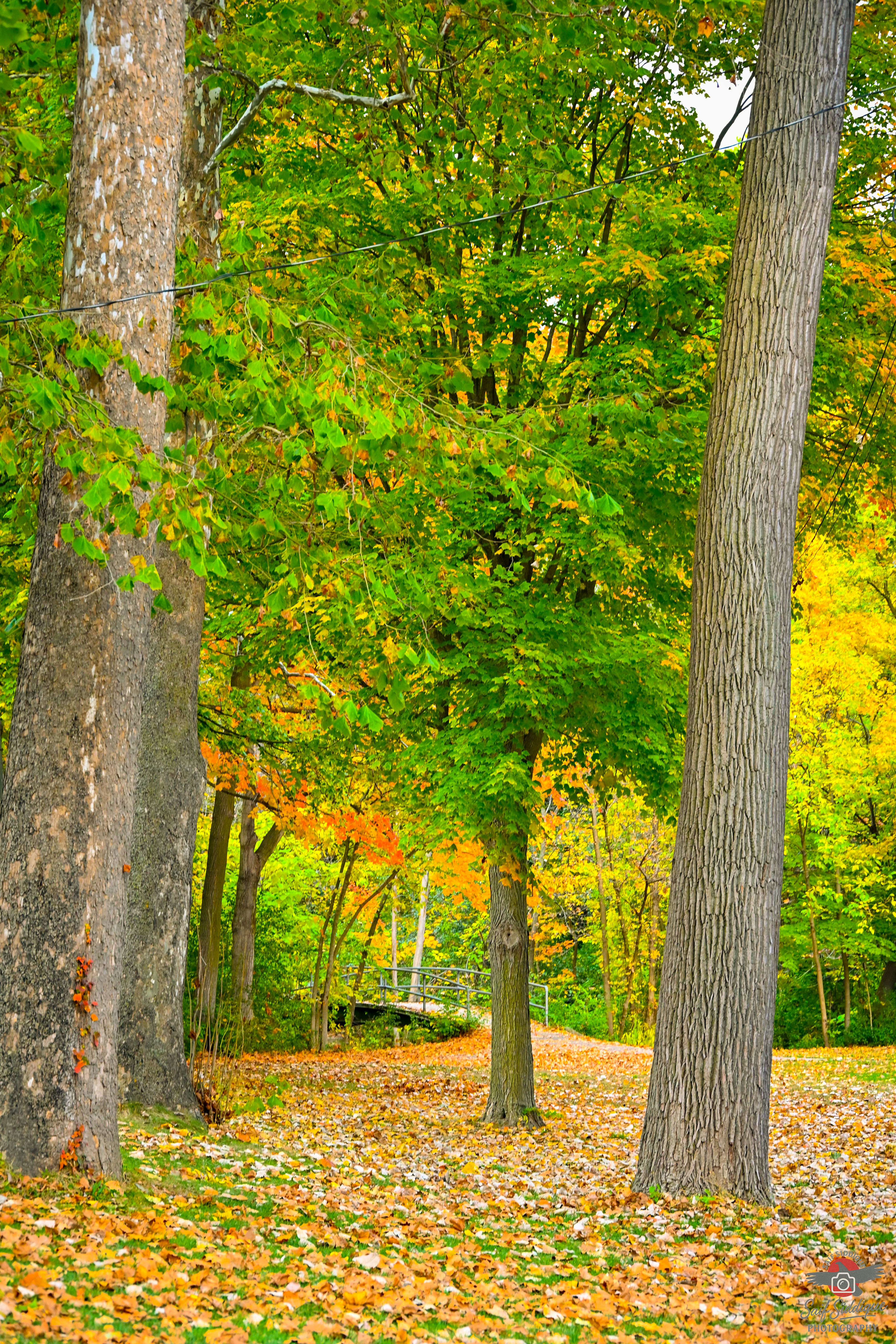 Vibrant Fall Trees in a Serene Forest Setting · Free Stock Photo