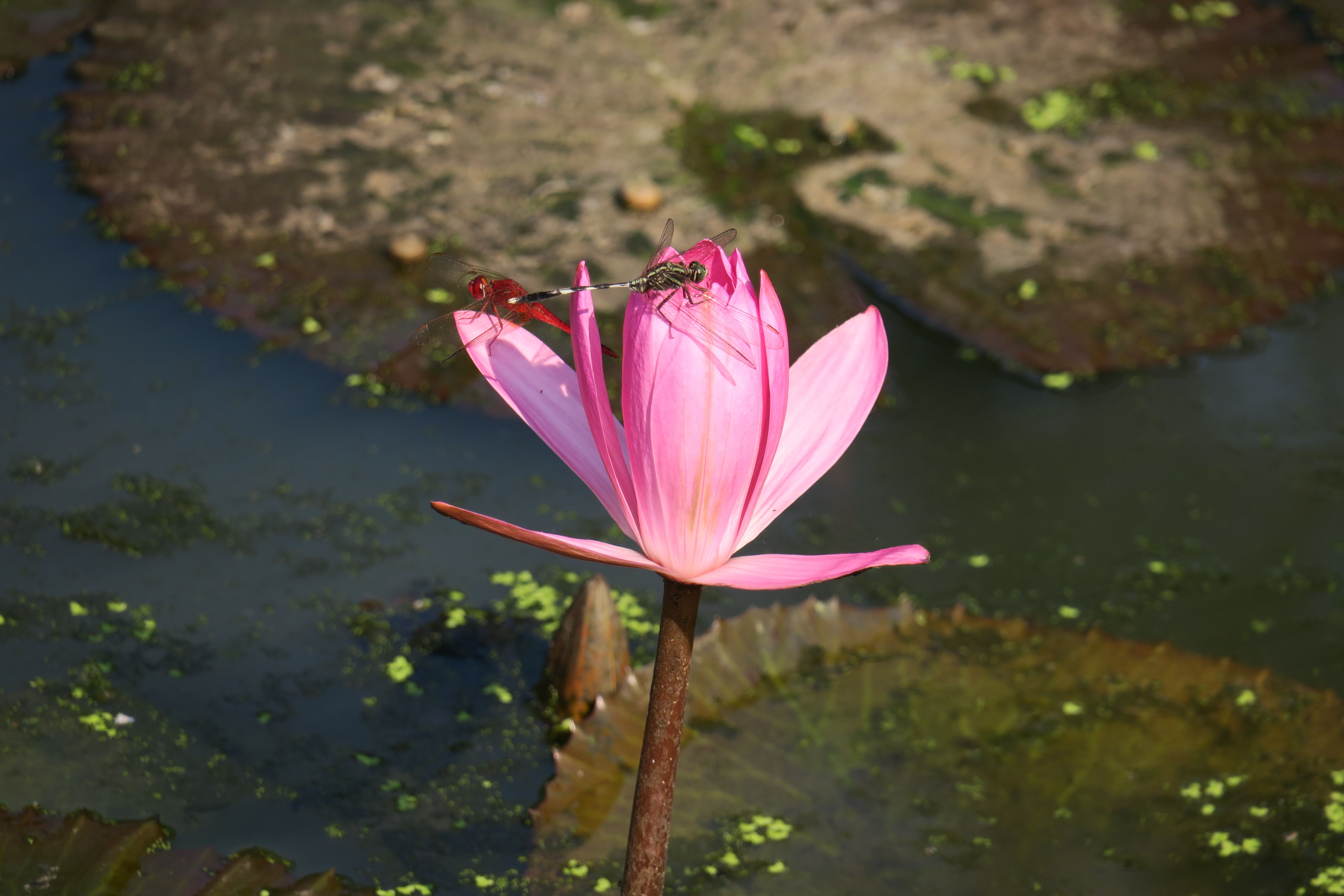 Water Flower Photos, Download The BEST Free Water Flower Stock Photos ...