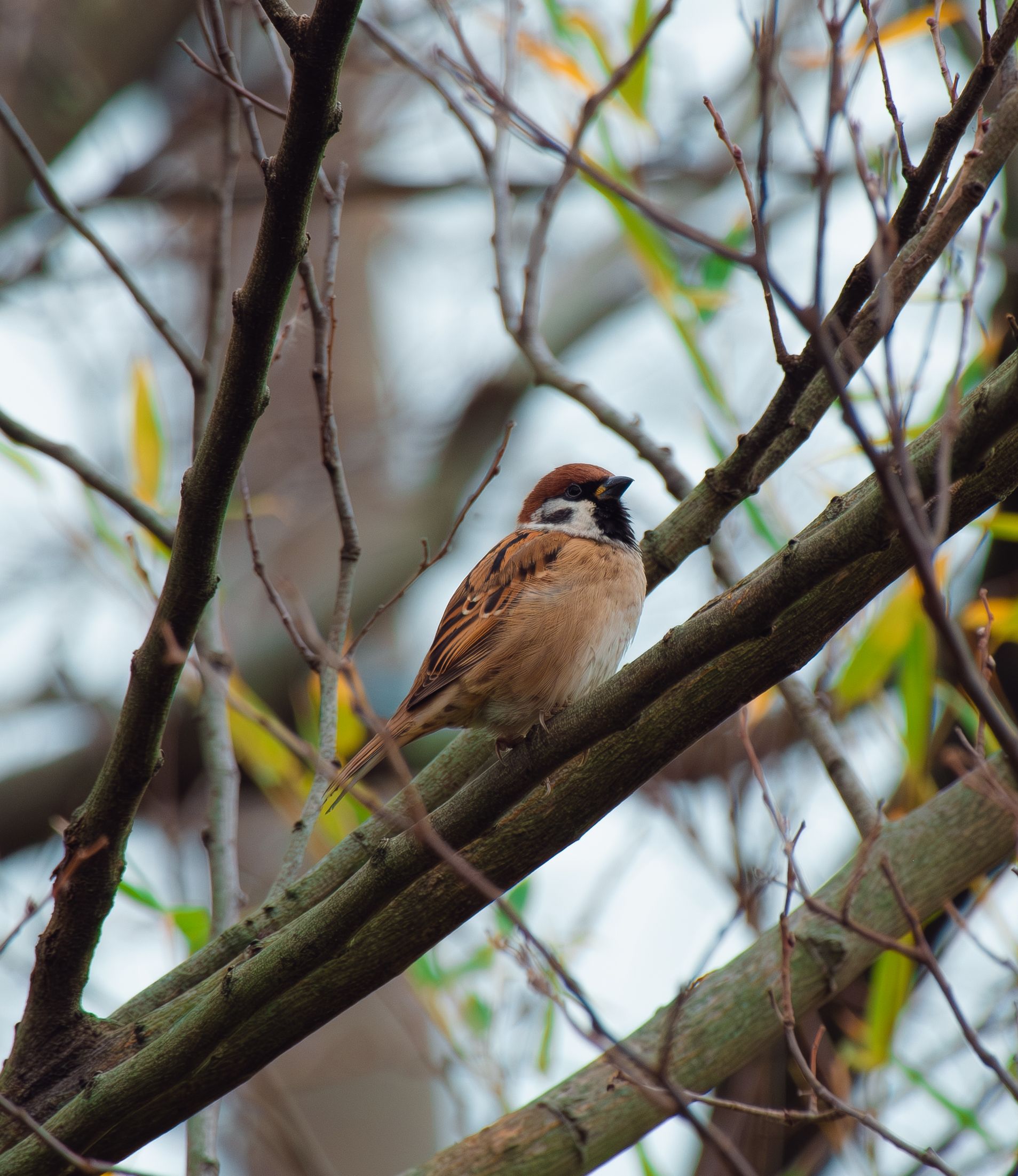 Sparrows On A Branch Enjoy Spring Blooms Photos, Download The BEST Free ...