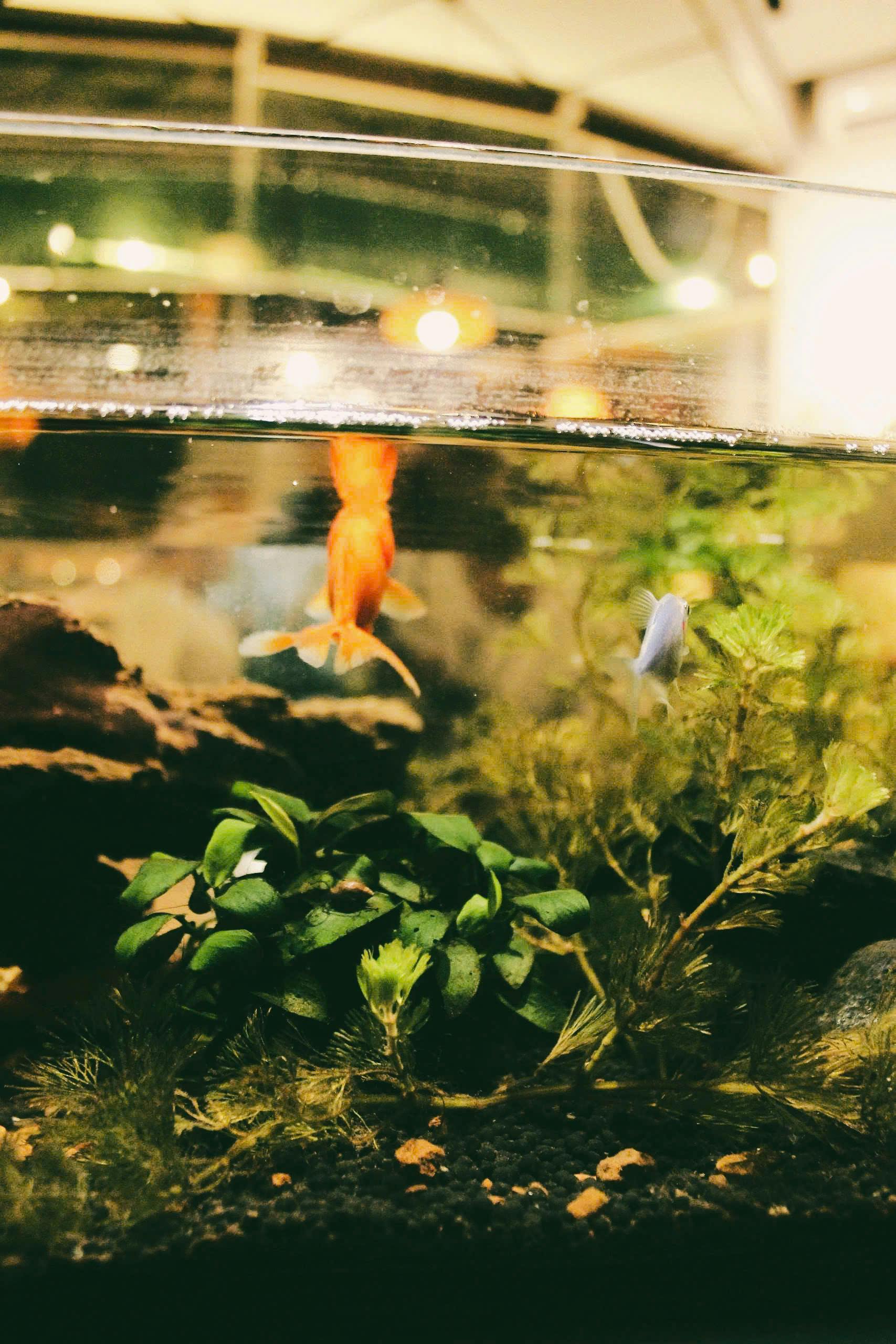 Walleye Fish Photos, Download The BEST Free Walleye Fish Stock Photos ...