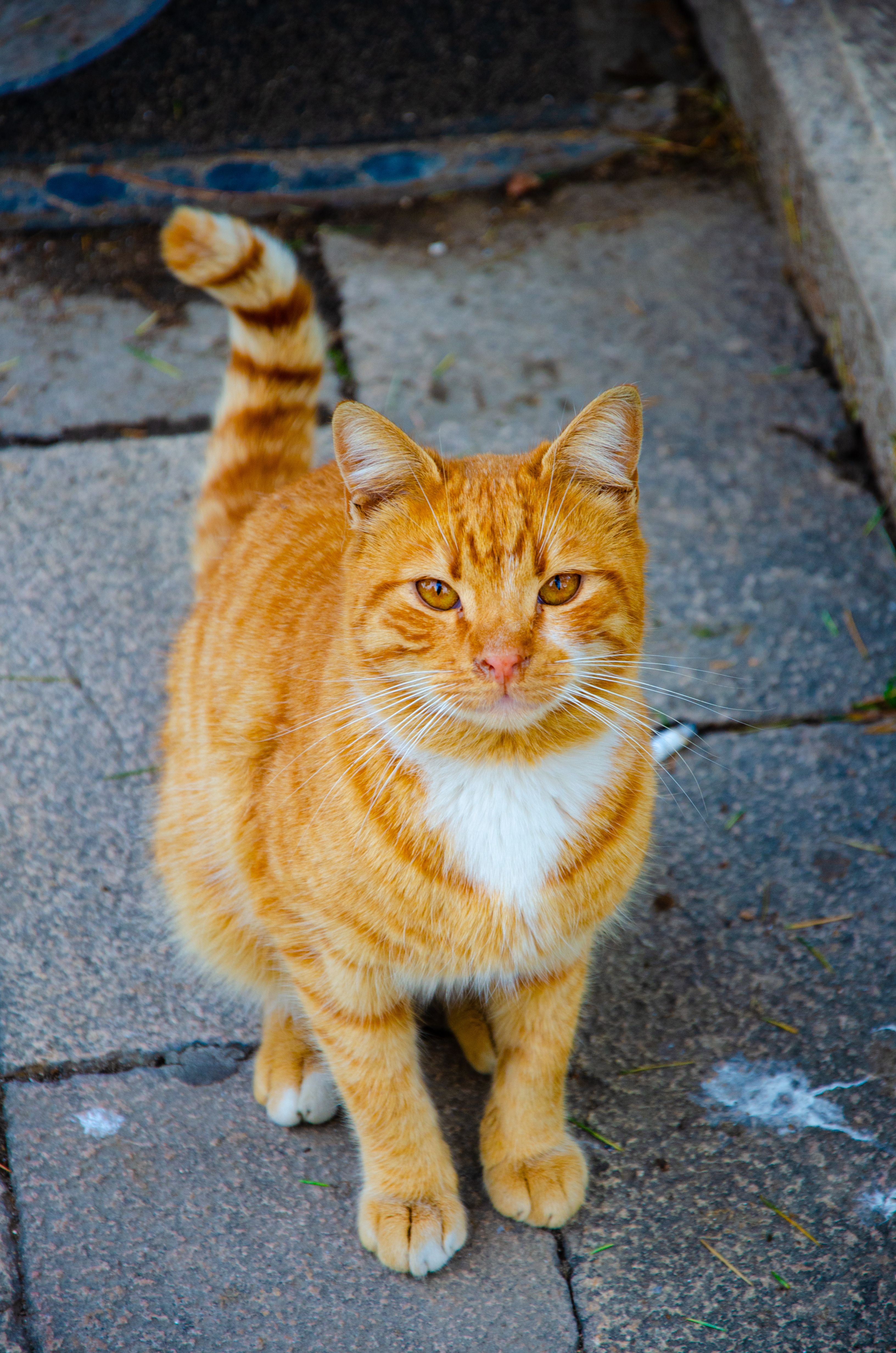 Crazy Cat Photos, Download The BEST Free Crazy Cat Stock Photos & HD Images