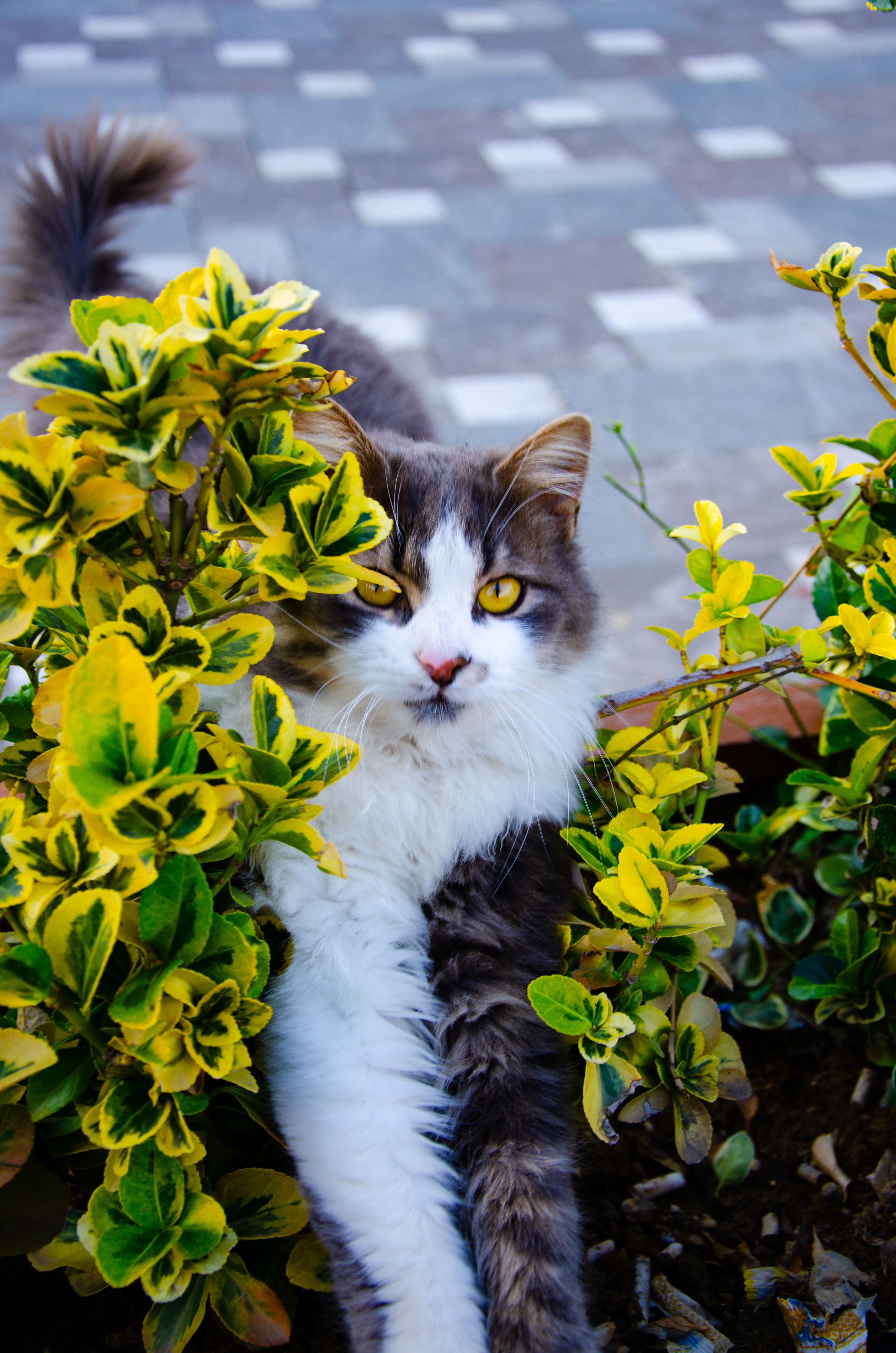 Crazy Cat Photos, Download The BEST Free Crazy Cat Stock Photos & HD Images