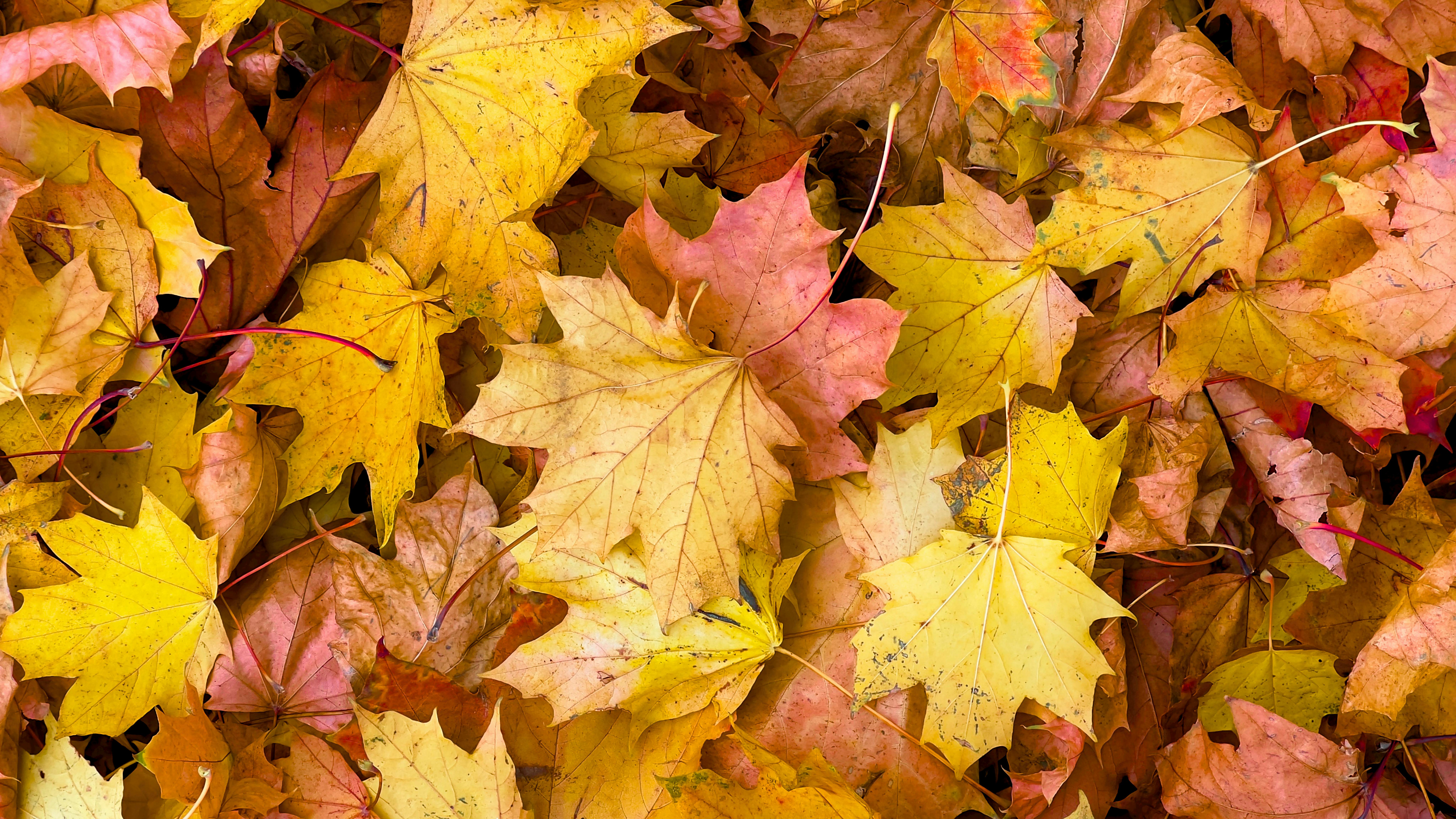 Y2k+Wallpaper+Xbox Photos, Download The BEST Free Y2k+Wallpaper+Xbox ...