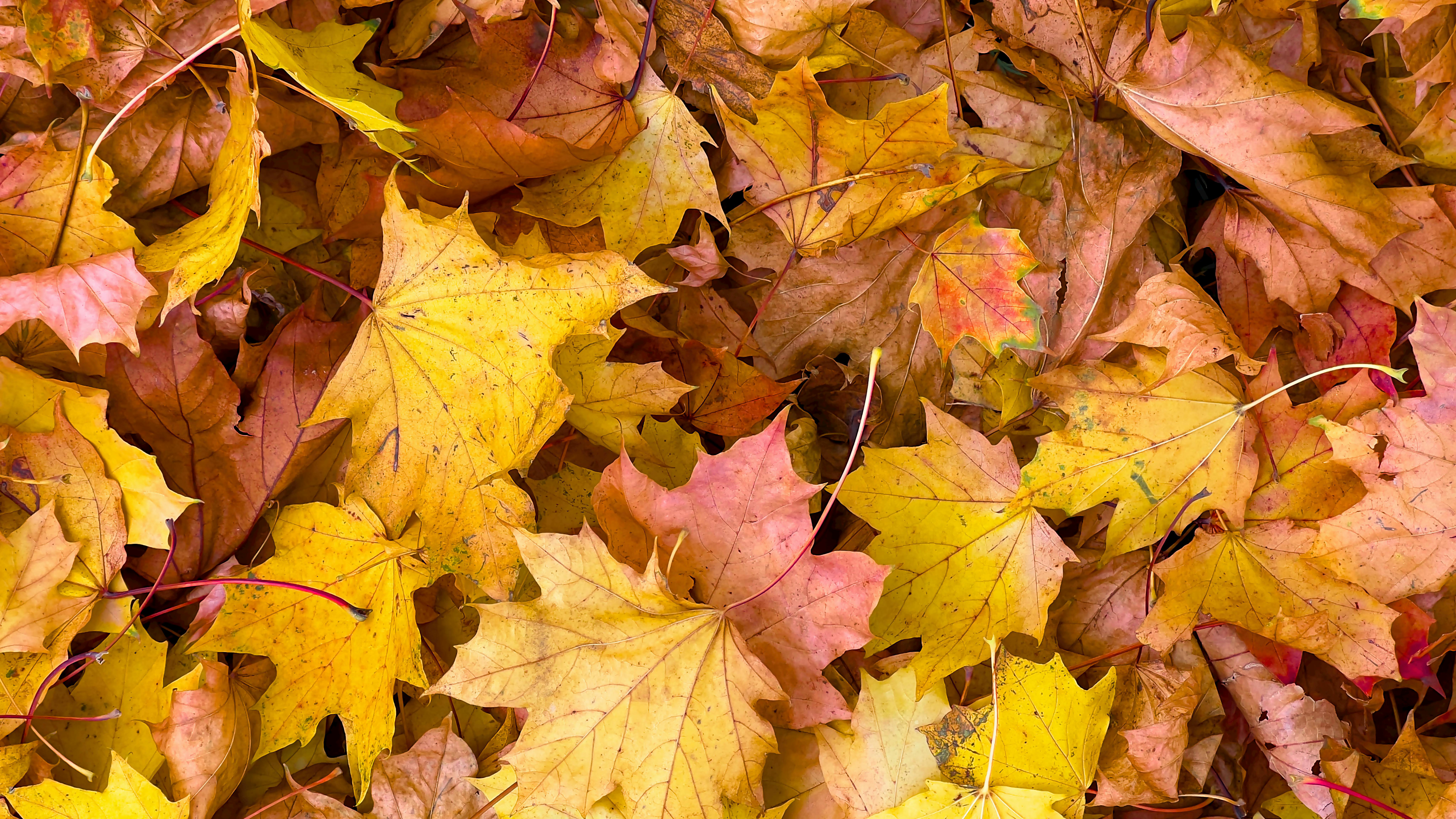 Y2k+Wallpaper+Xbox Photos, Download The BEST Free Y2k+Wallpaper+Xbox ...