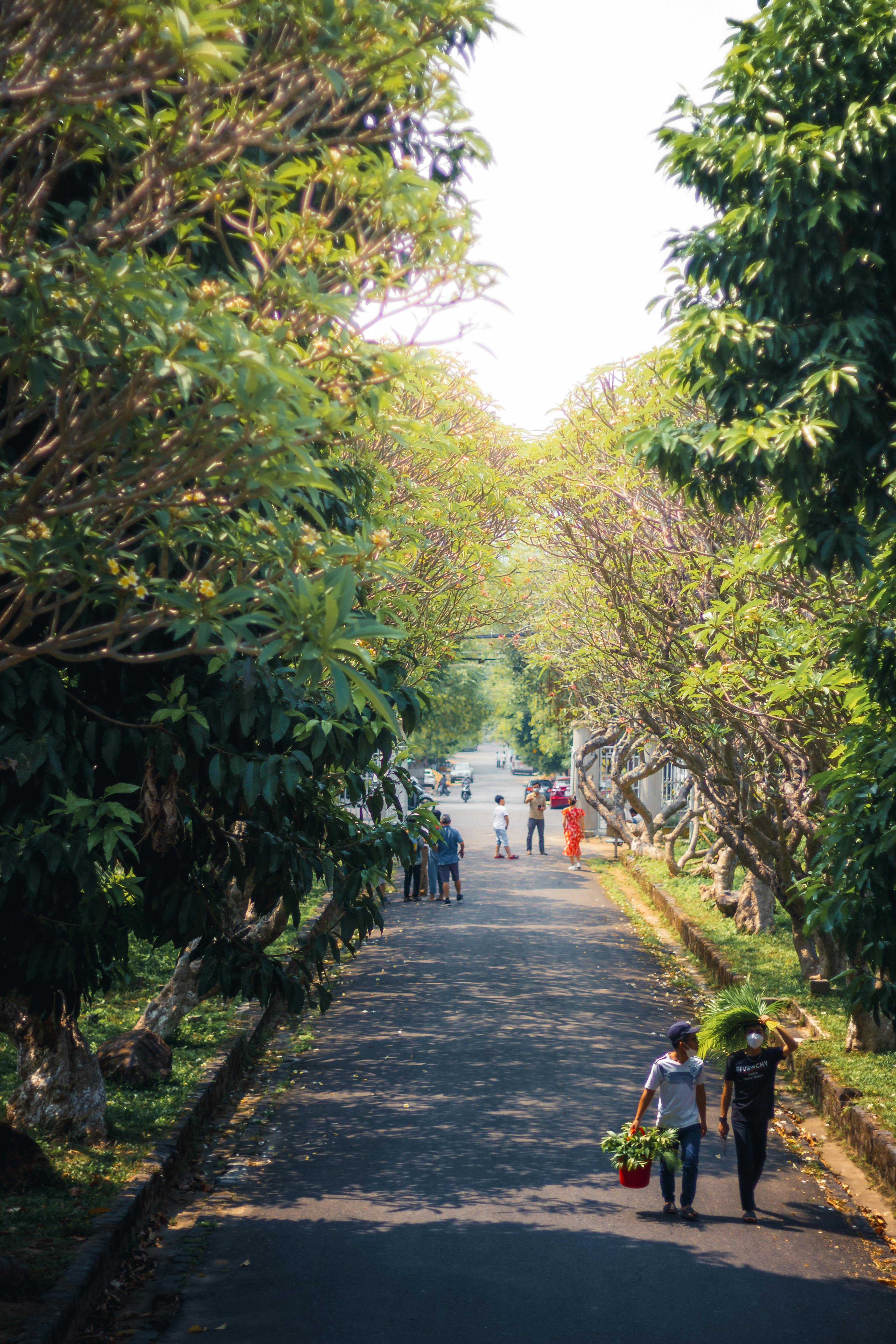 Con đường Rợp Bóng Cây ở Kon Tum, Việt Nam · Ảnh có sẵn miễn phí