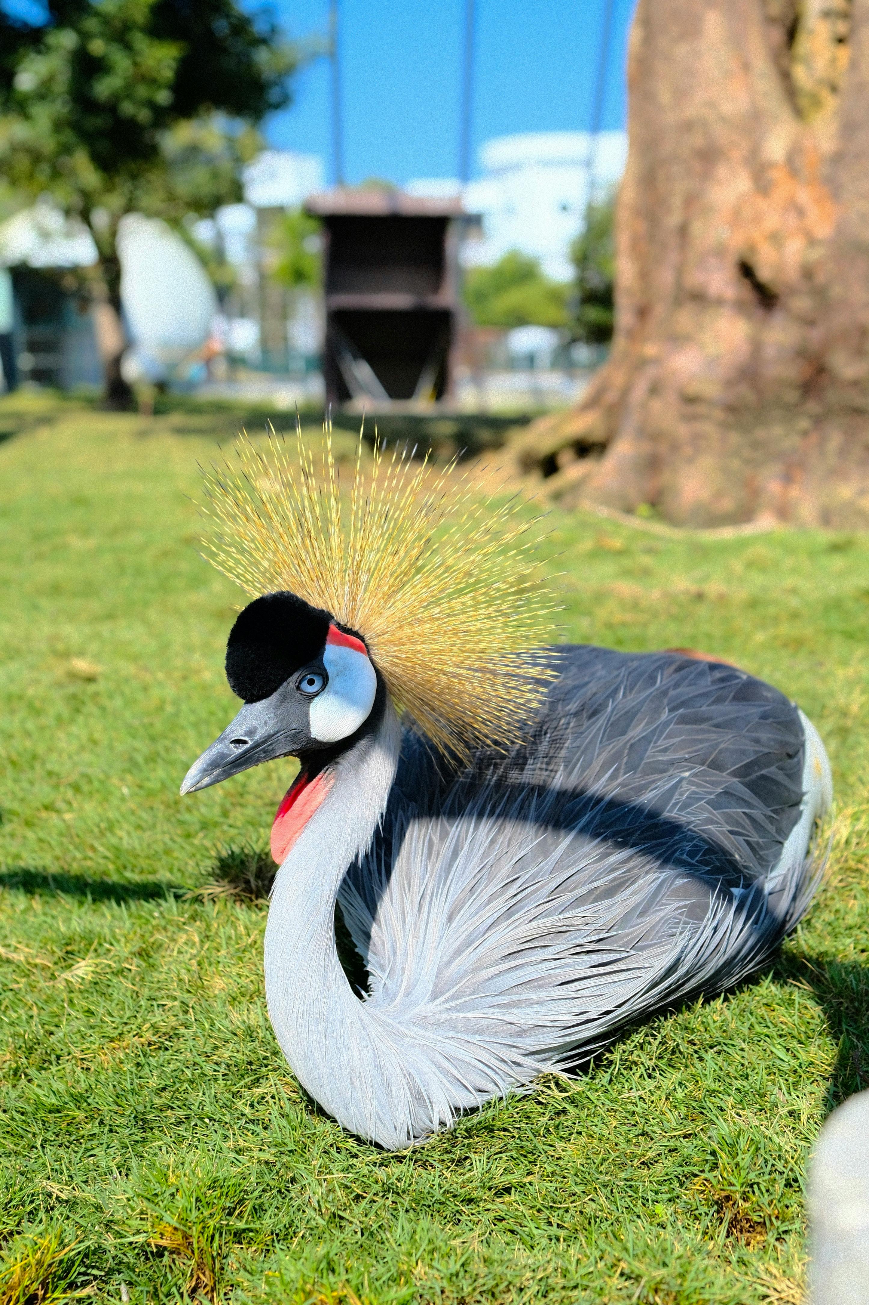 Koyal Bird Photos, Download The BEST Free Koyal Bird Stock Photos & HD ...