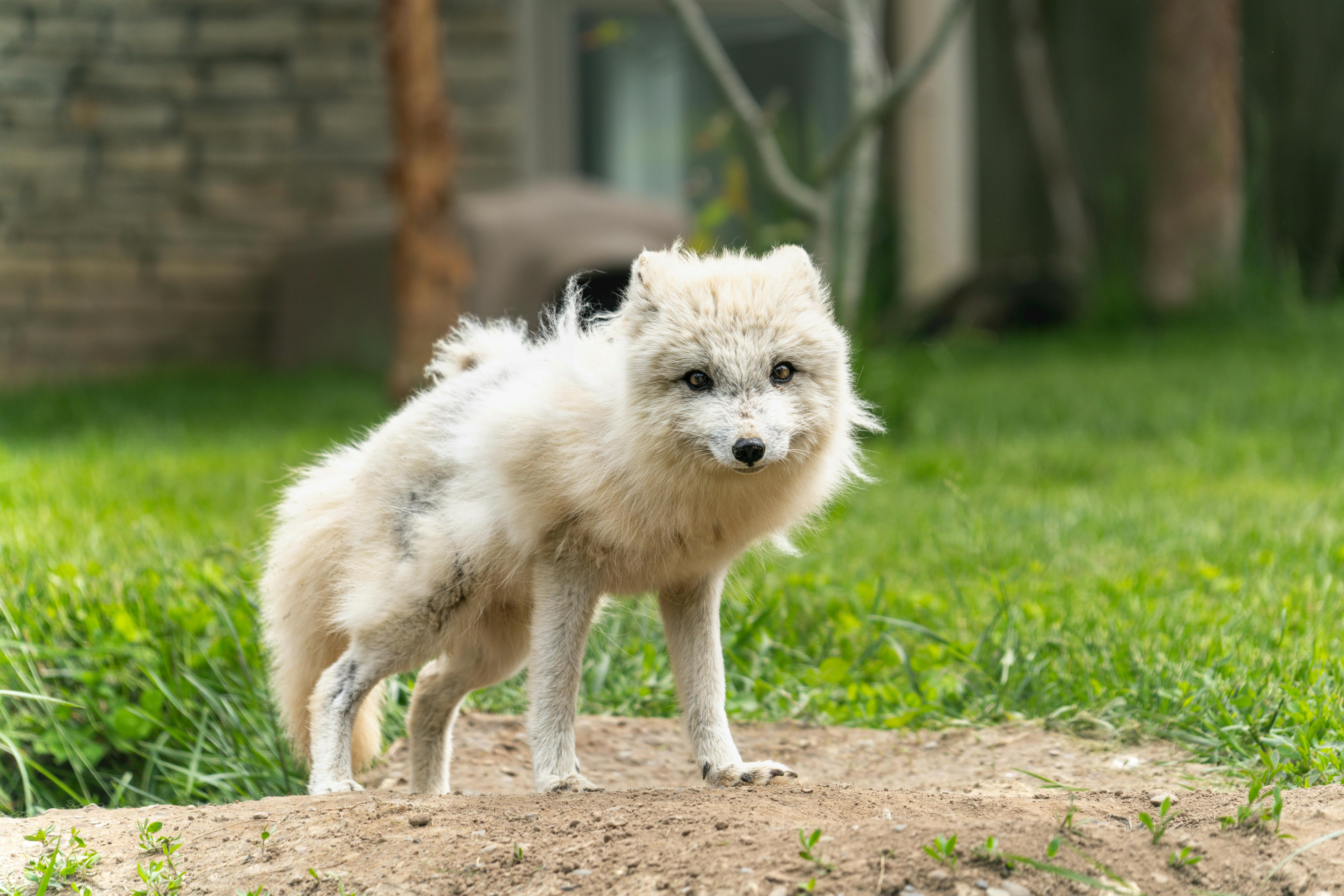 Adaptation Photos, Download The BEST Free Adaptation Stock Photos & HD ...