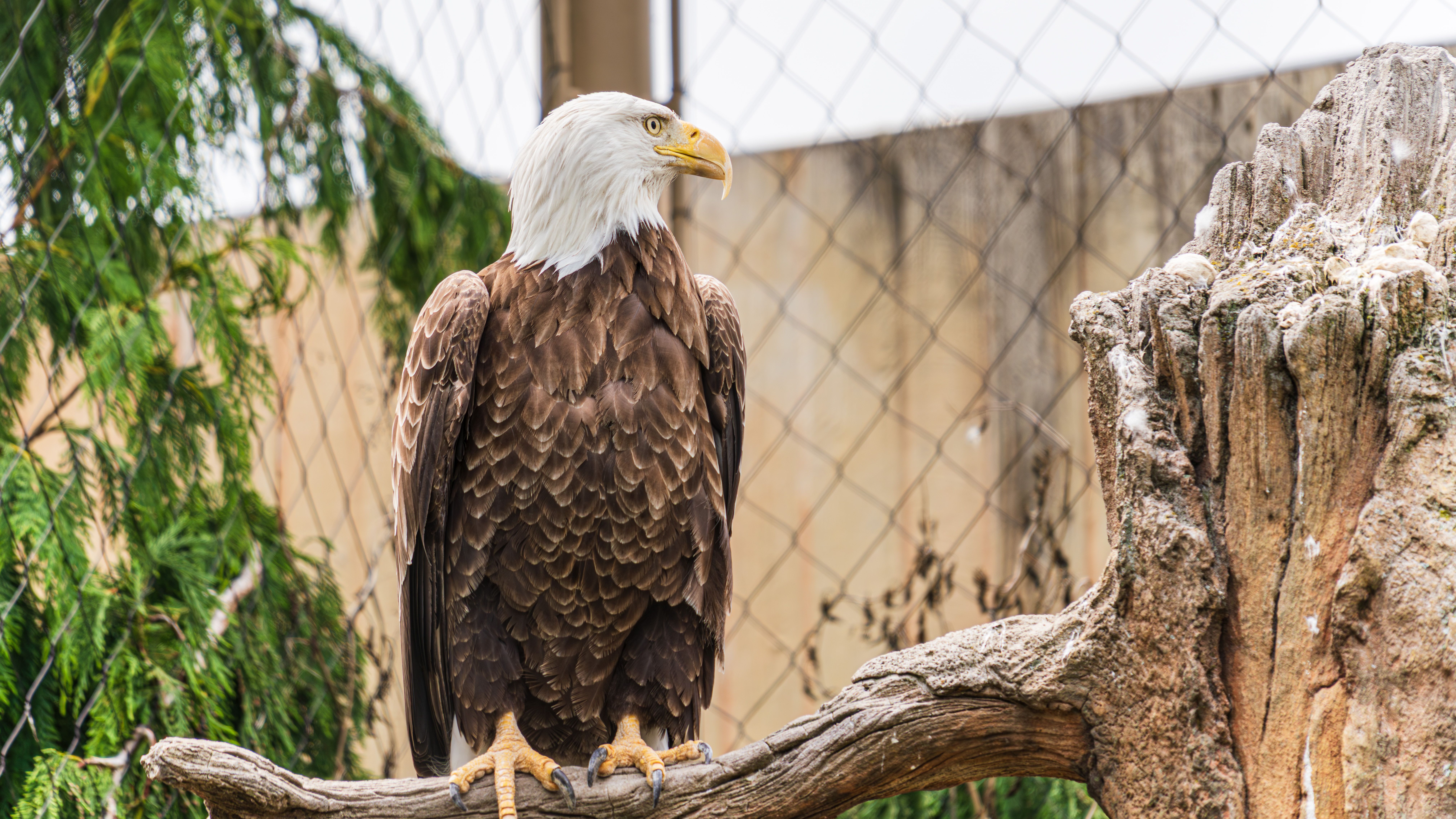 Majestic Bald Eagle in Captivity at Zoo · Free Stock Photo
