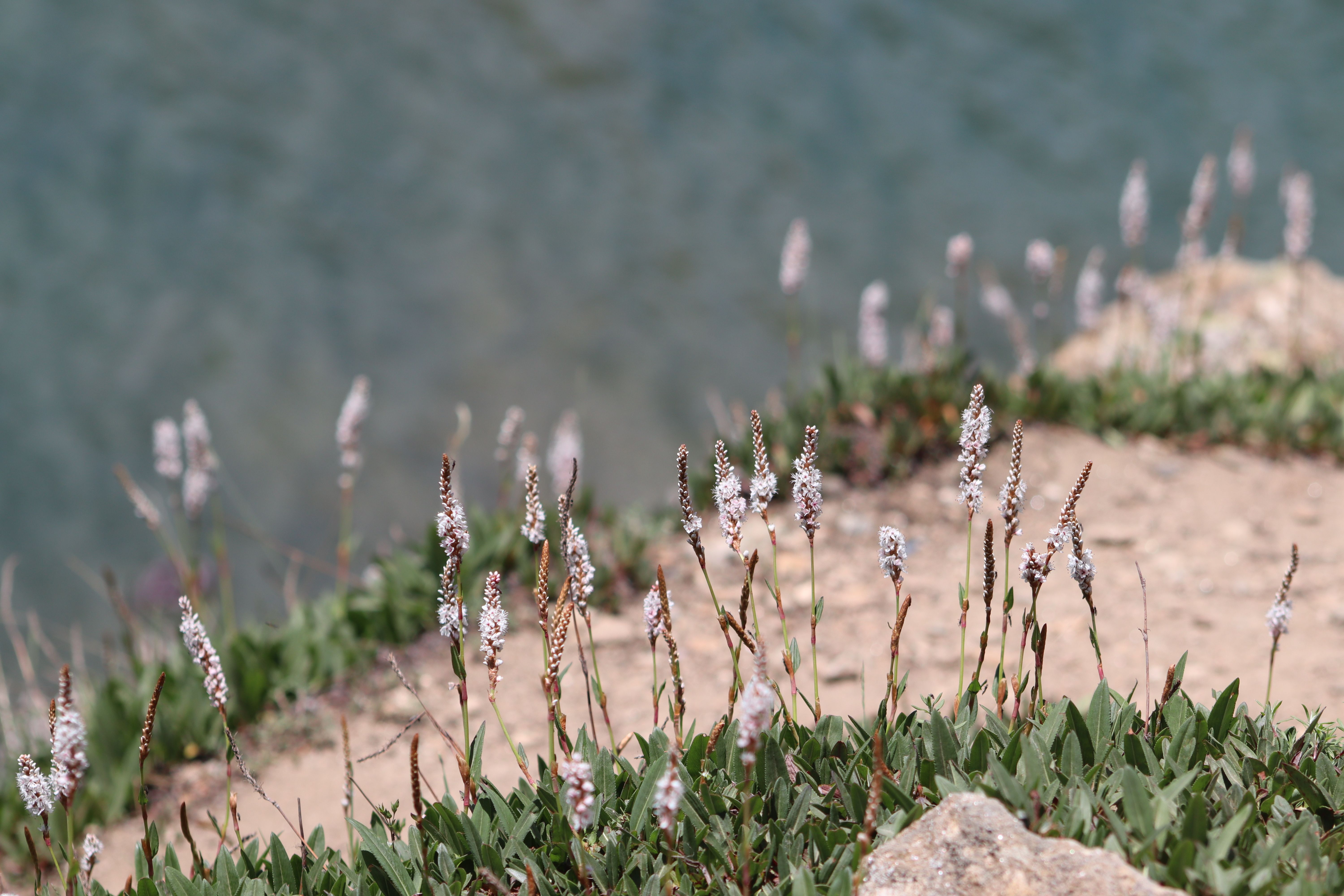 Flora Photos, Download The BEST Free Flora Stock Photos & HD Images
