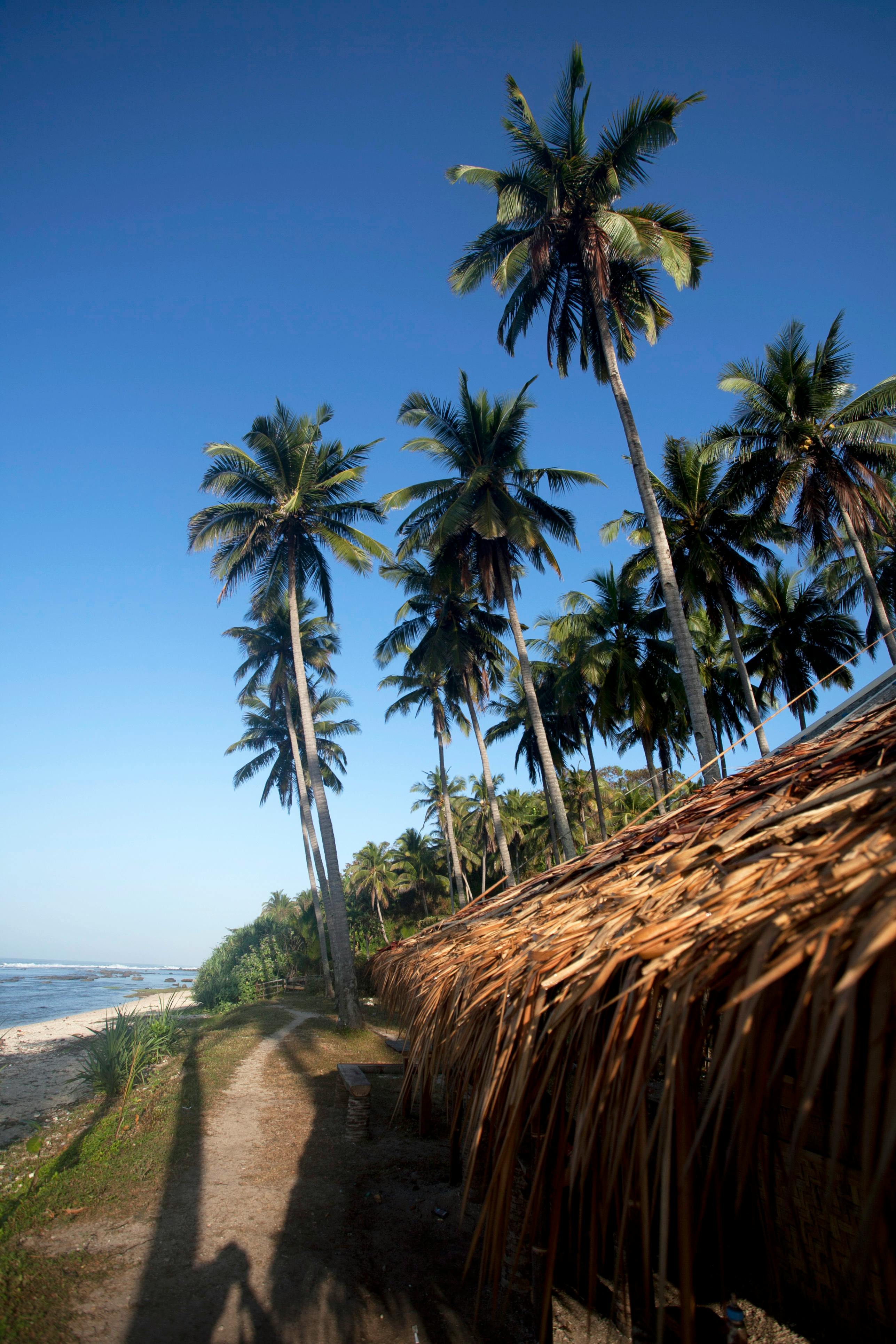 Tropical Beach Path with Palm Trees · Free Stock Photo
