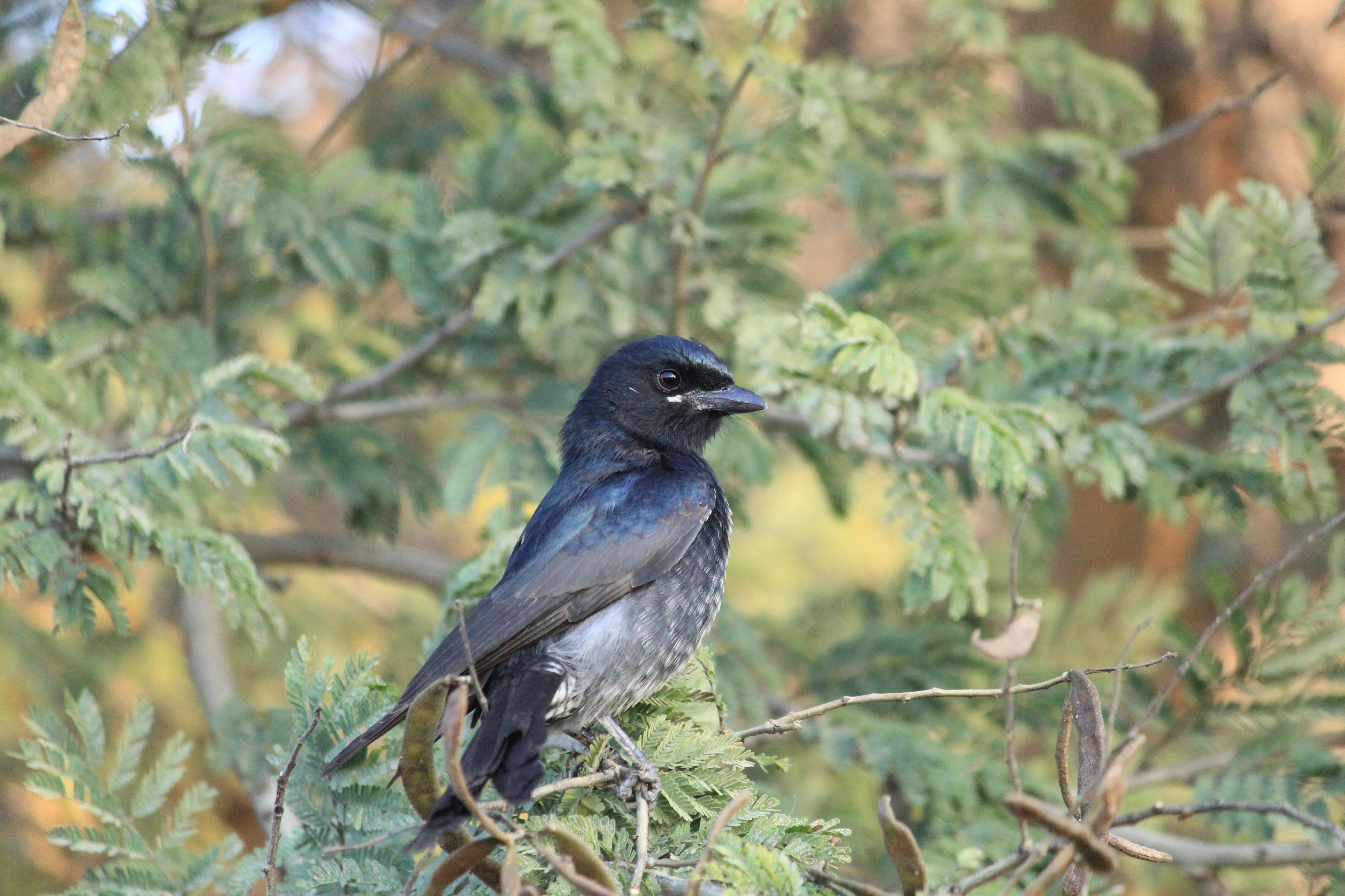 Dusky blue bird perched on leafy branch · Free Stock Photo