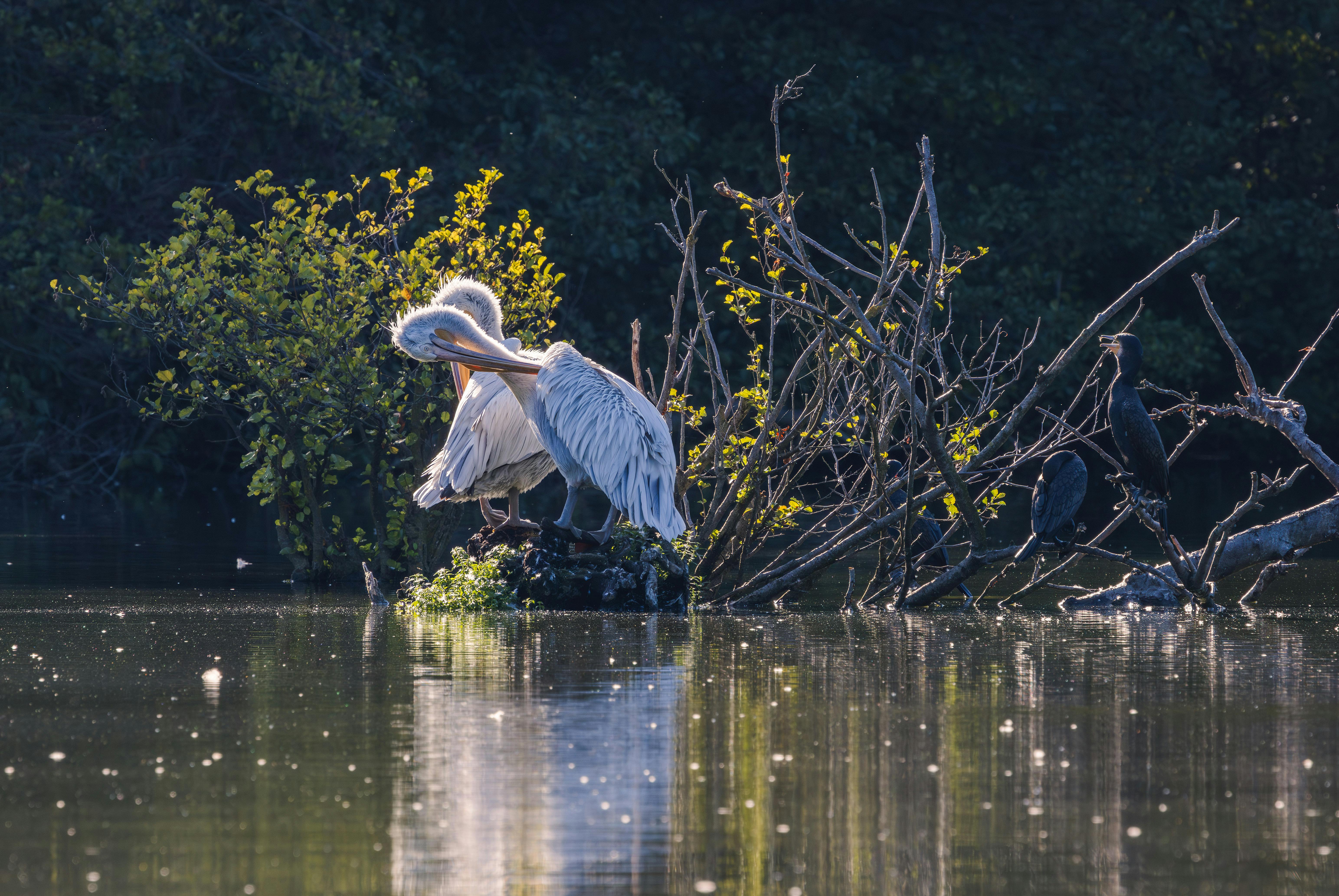 Koyal Bird Photos, Download The BEST Free Koyal Bird Stock Photos & HD ...