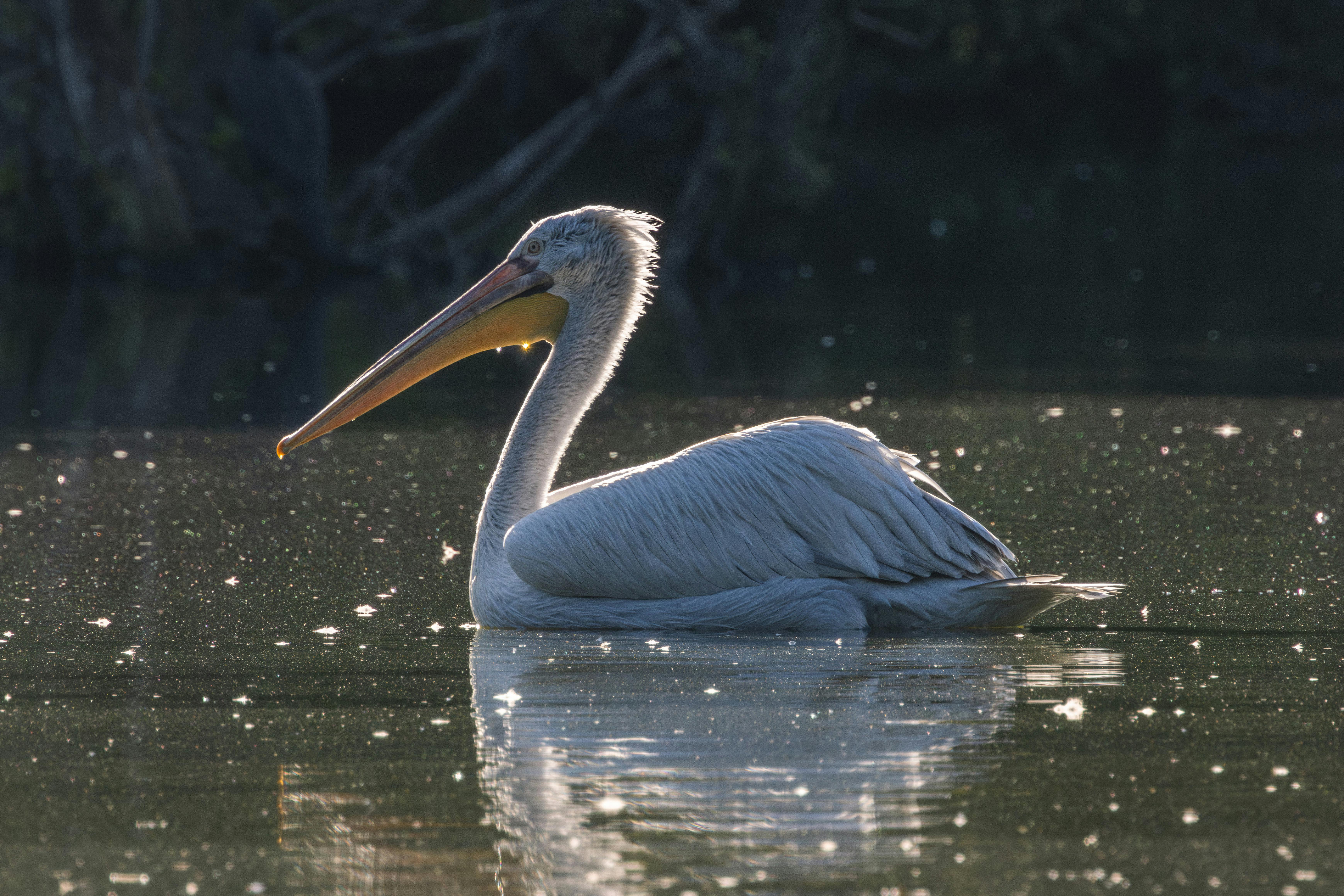Koyal Bird Photos, Download The BEST Free Koyal Bird Stock Photos & HD ...