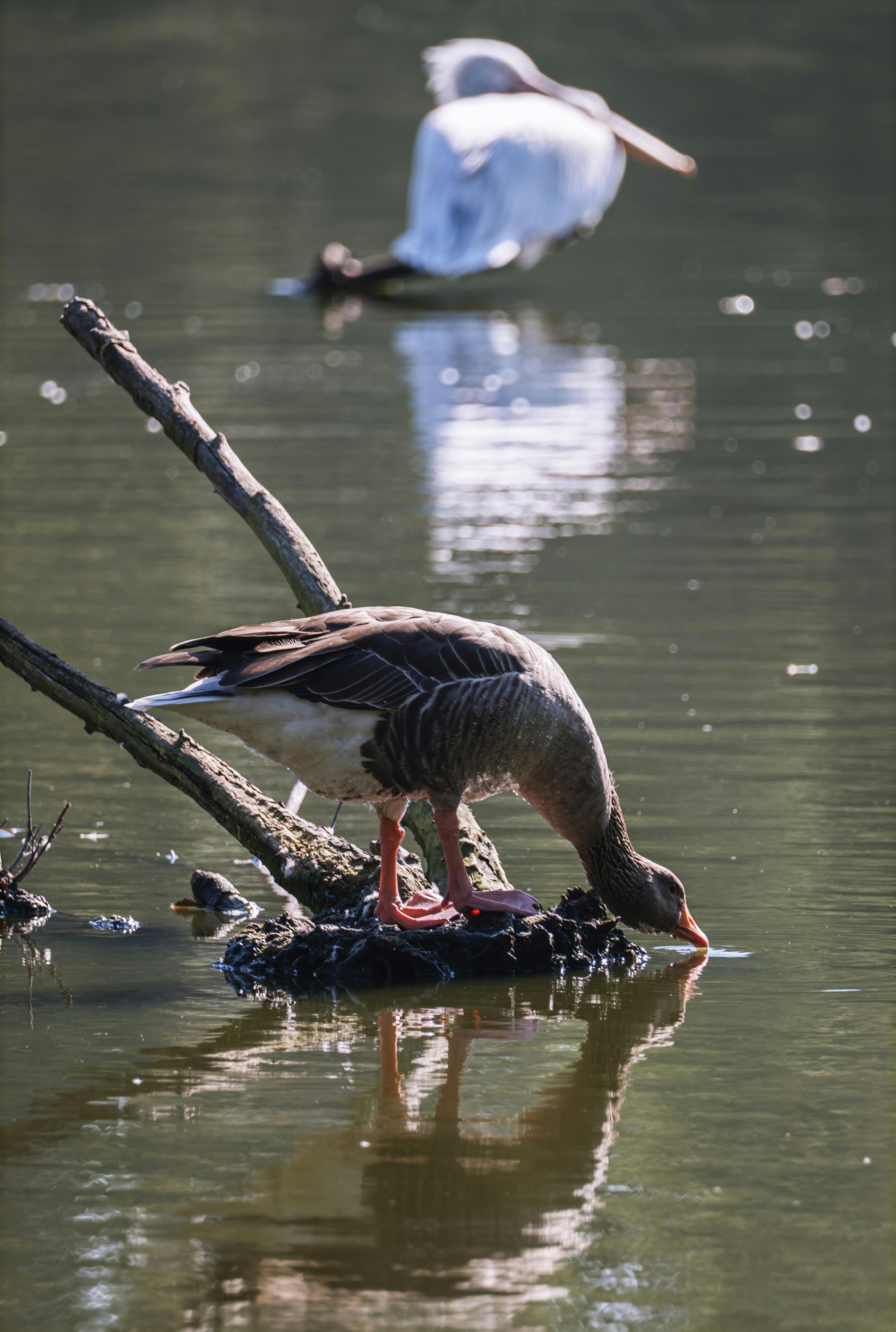 Jennifer+Harrison+Body Photos, Download The BEST Free Jennifer+Harrison ...