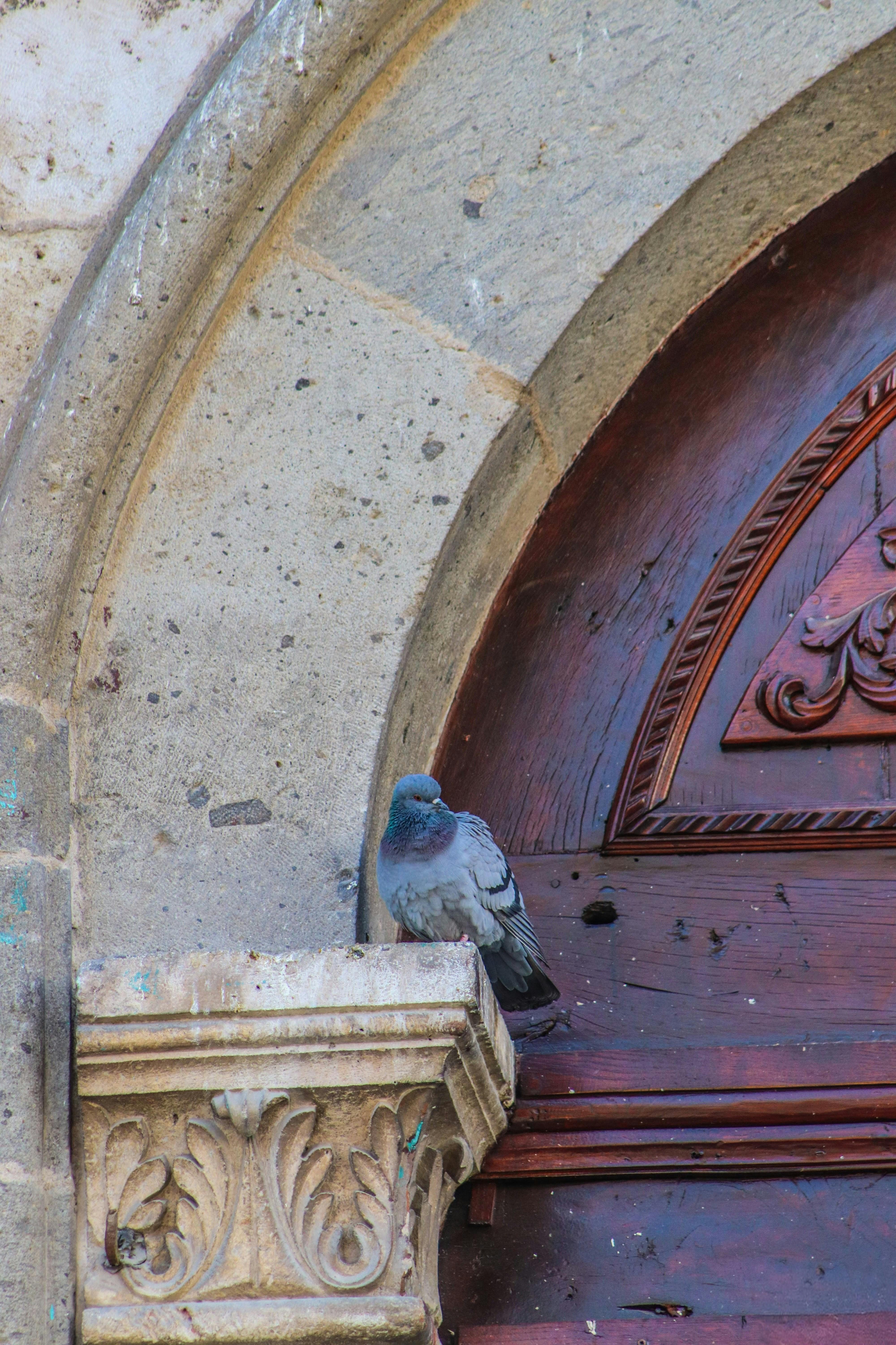 Koyal Bird Photos, Download The BEST Free Koyal Bird Stock Photos & HD ...