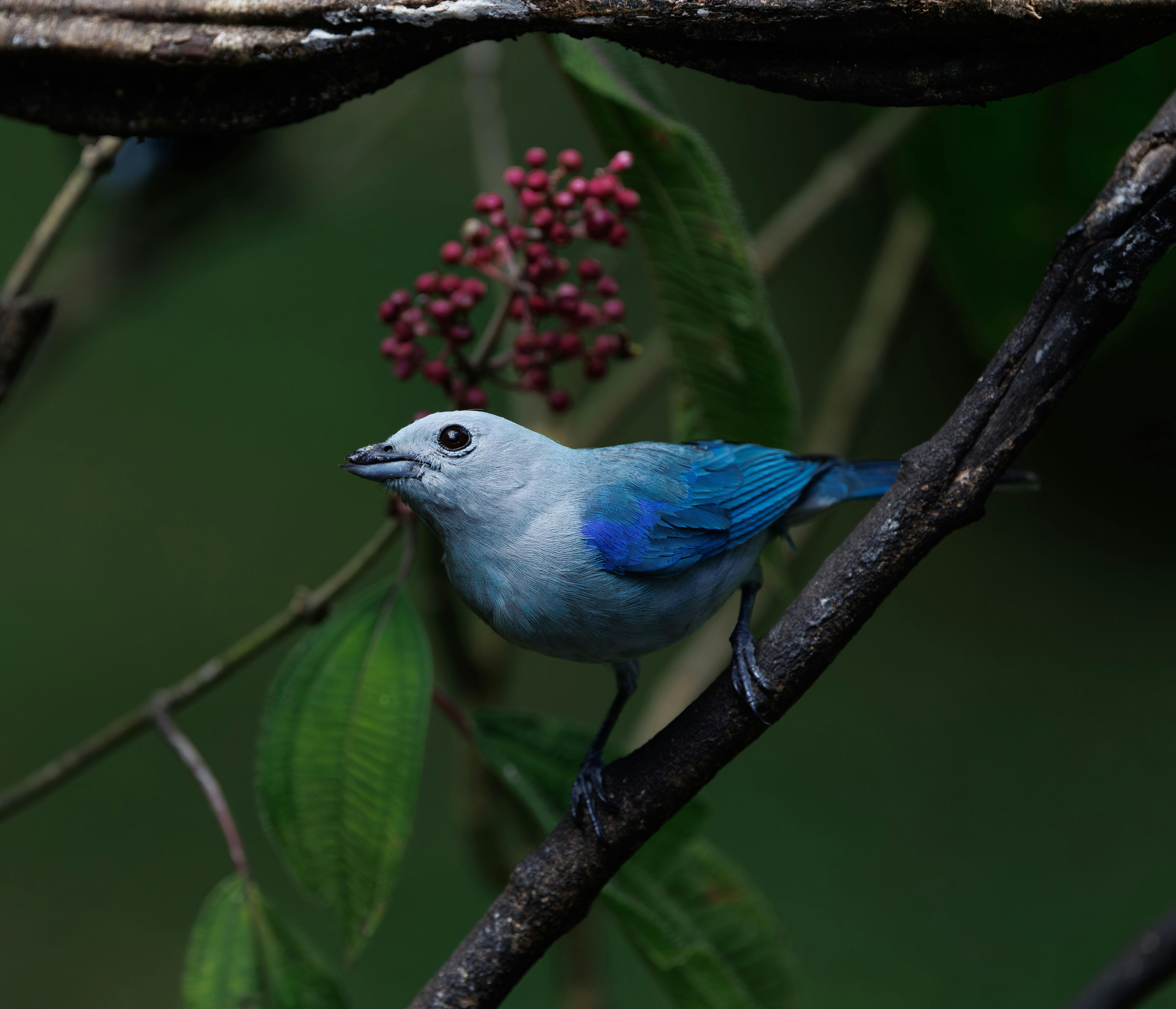 Koyal Bird Photos, Download The BEST Free Koyal Bird Stock Photos & HD ...