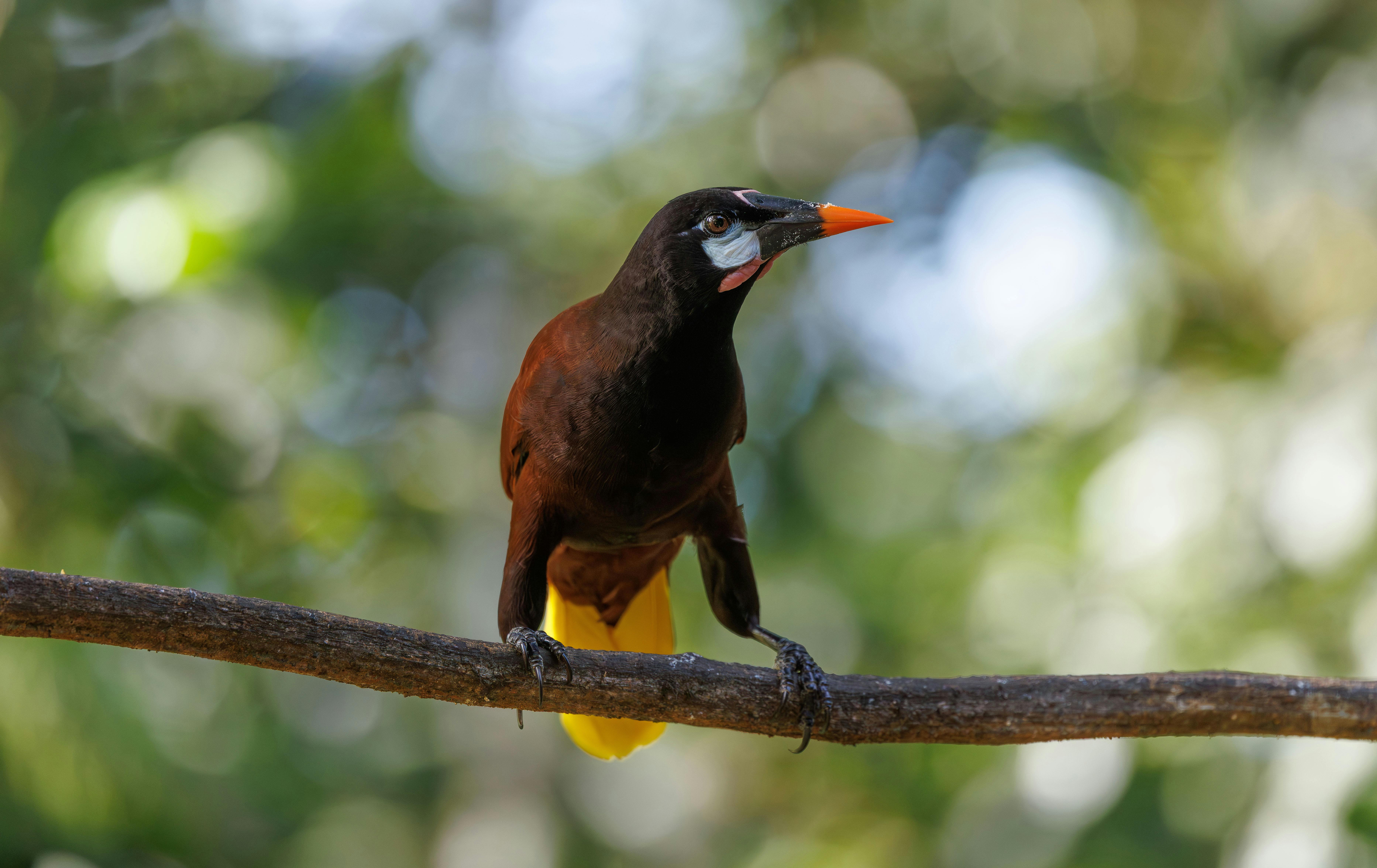 Koyal Bird Photos, Download The BEST Free Koyal Bird Stock Photos & HD ...