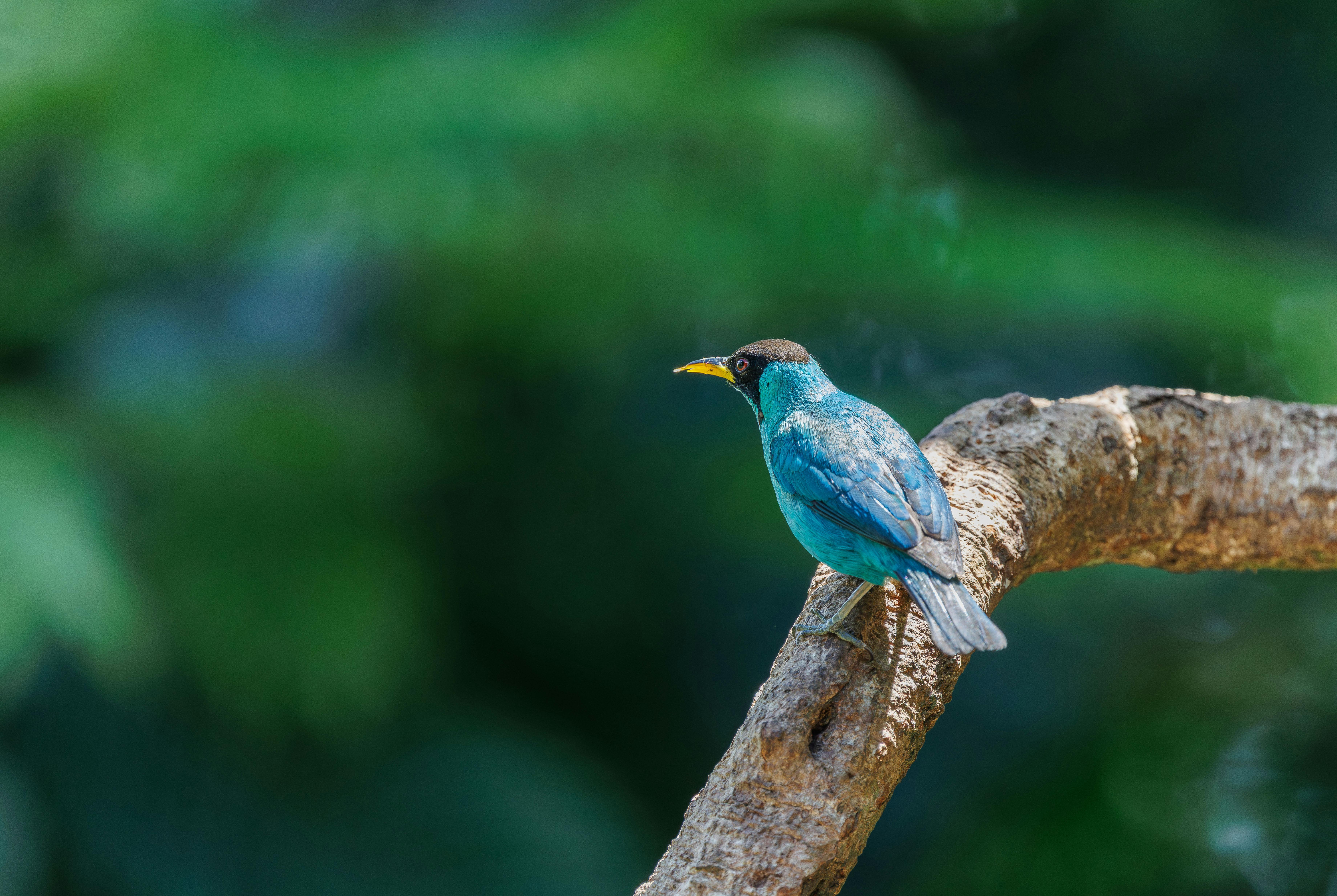 Koyal Bird Photos, Download The BEST Free Koyal Bird Stock Photos & HD ...