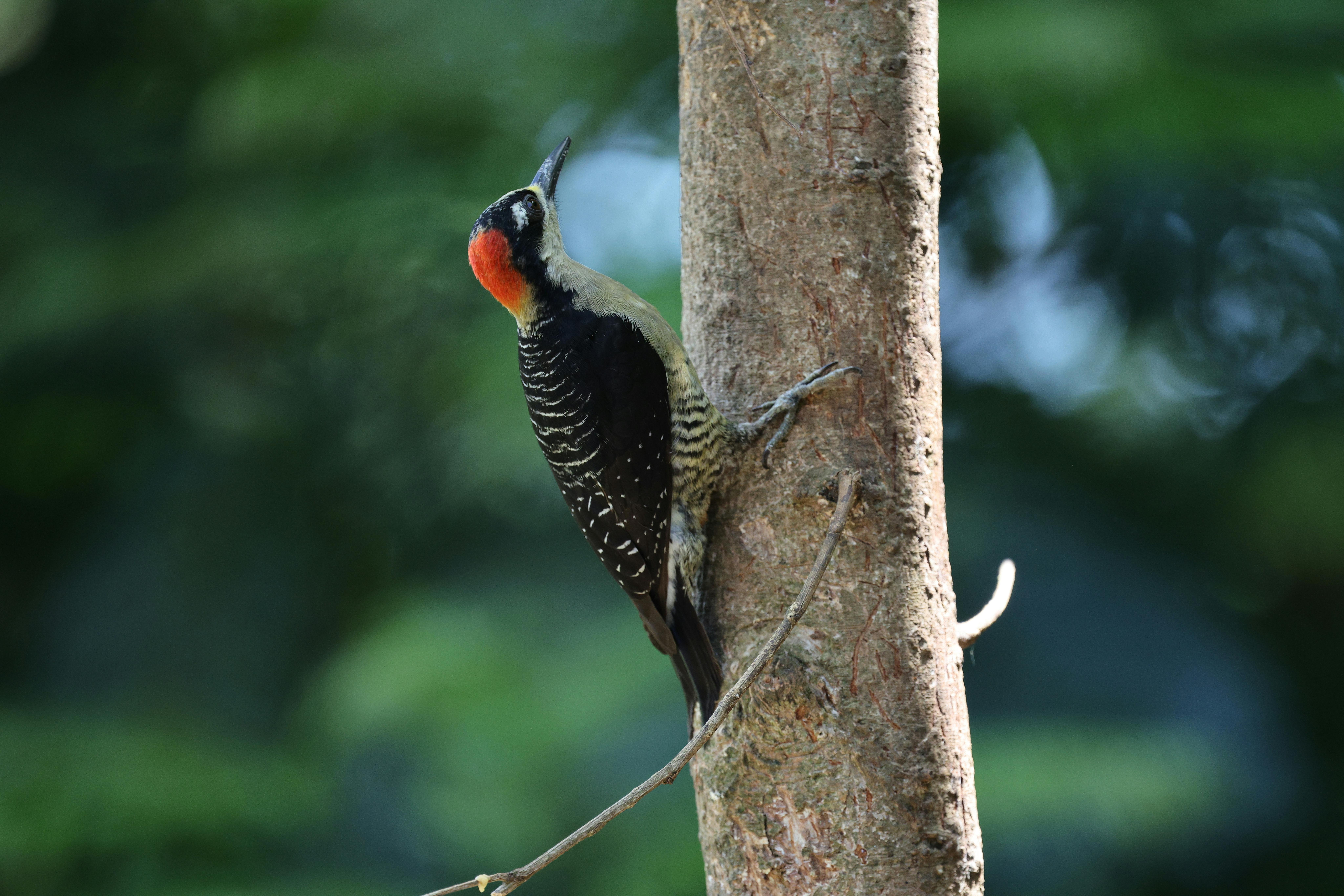 Koyal Bird Photos, Download The BEST Free Koyal Bird Stock Photos & HD ...