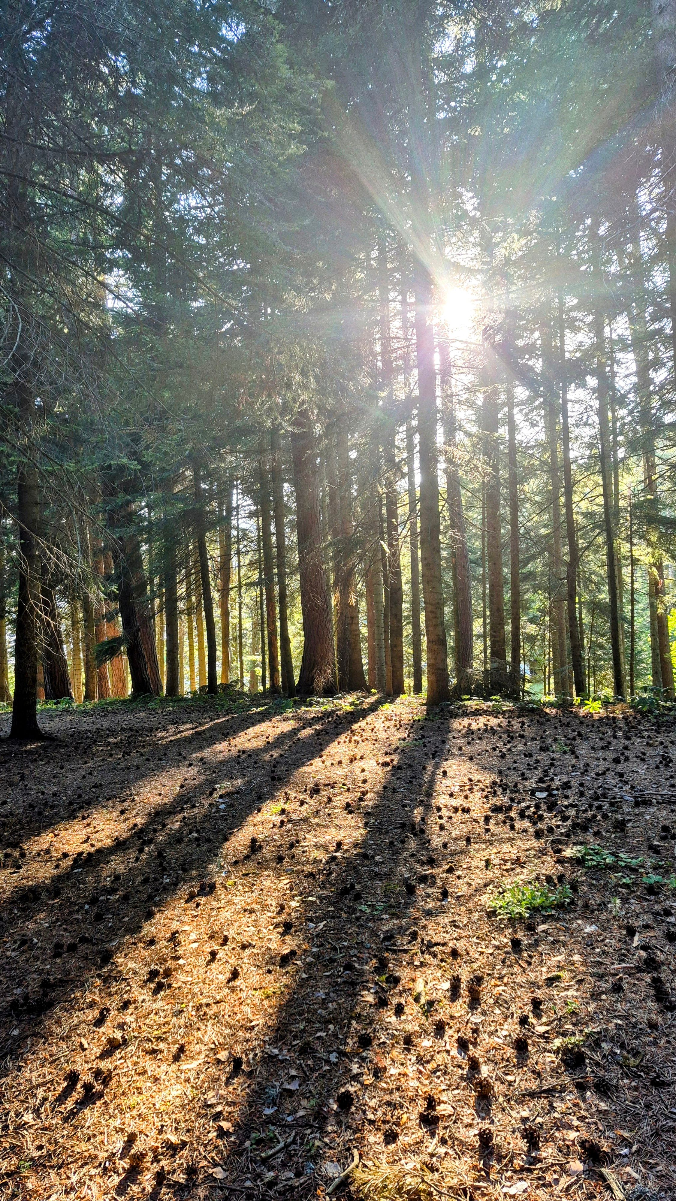 Sunlit Forest with Long Shadows and Pine Cones · Free Stock Photo