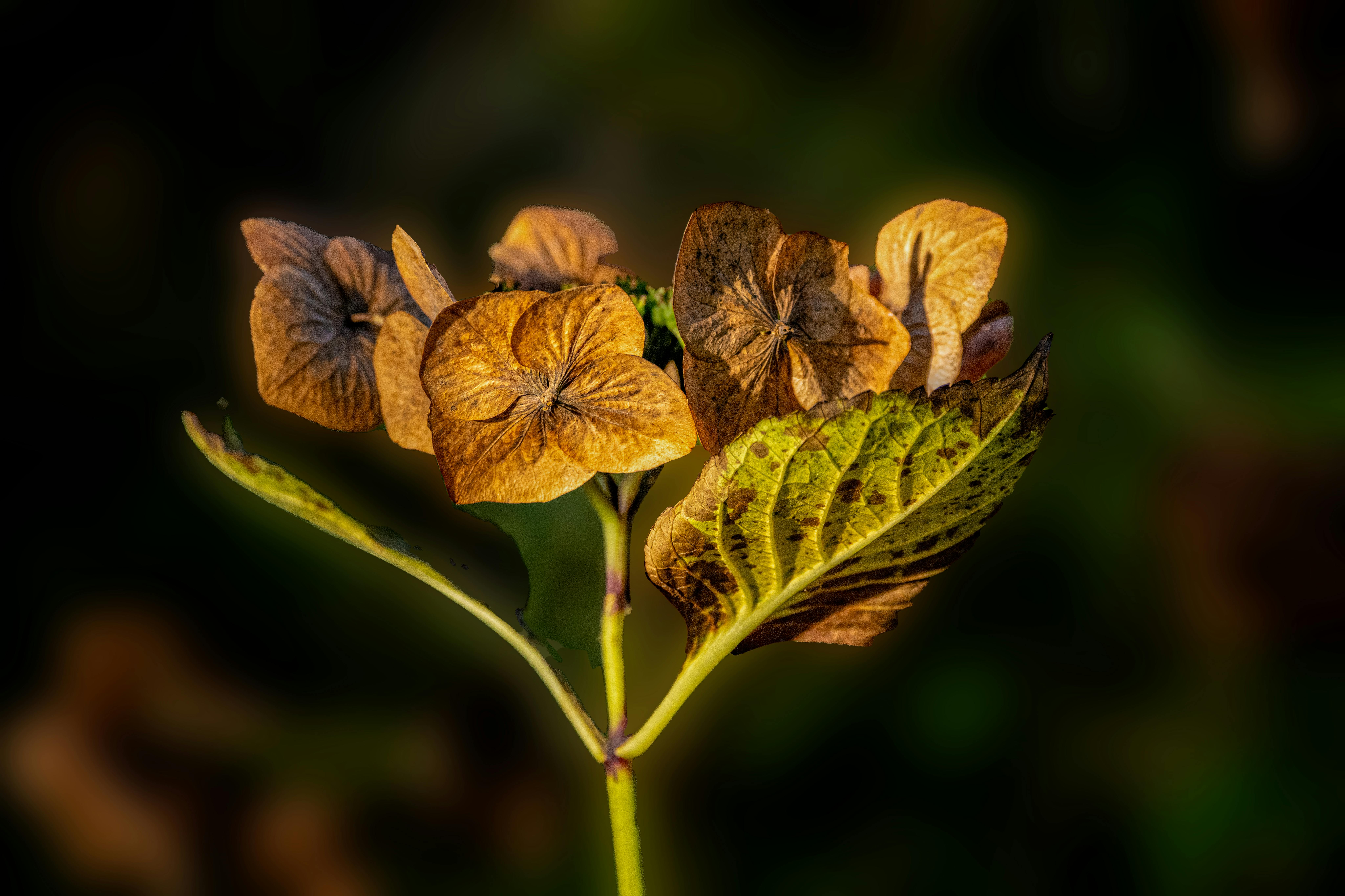 Keyshot Background Photos, Download The BEST Free Keyshot Background ...