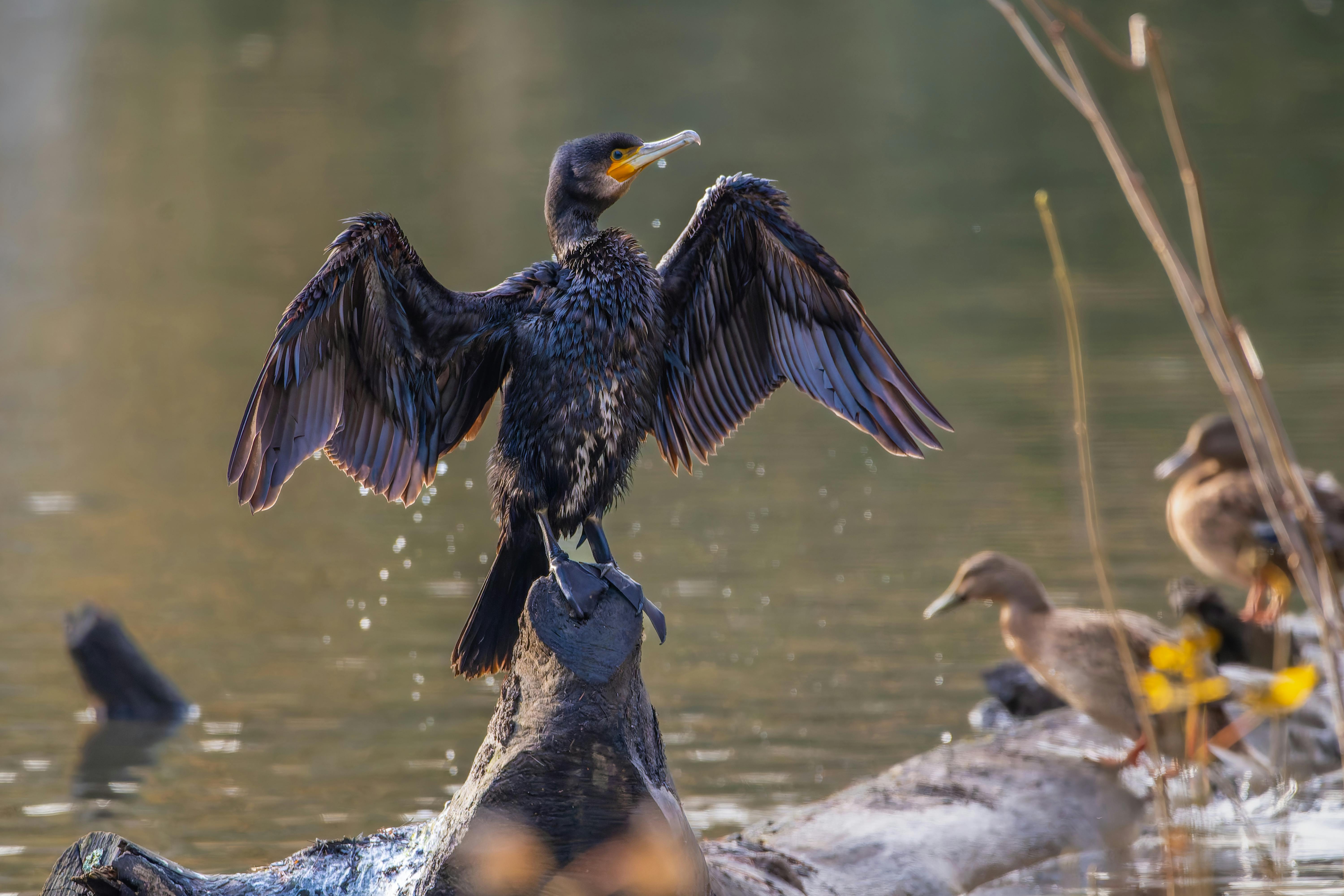 Koyal Bird Photos, Download The BEST Free Koyal Bird Stock Photos & HD ...