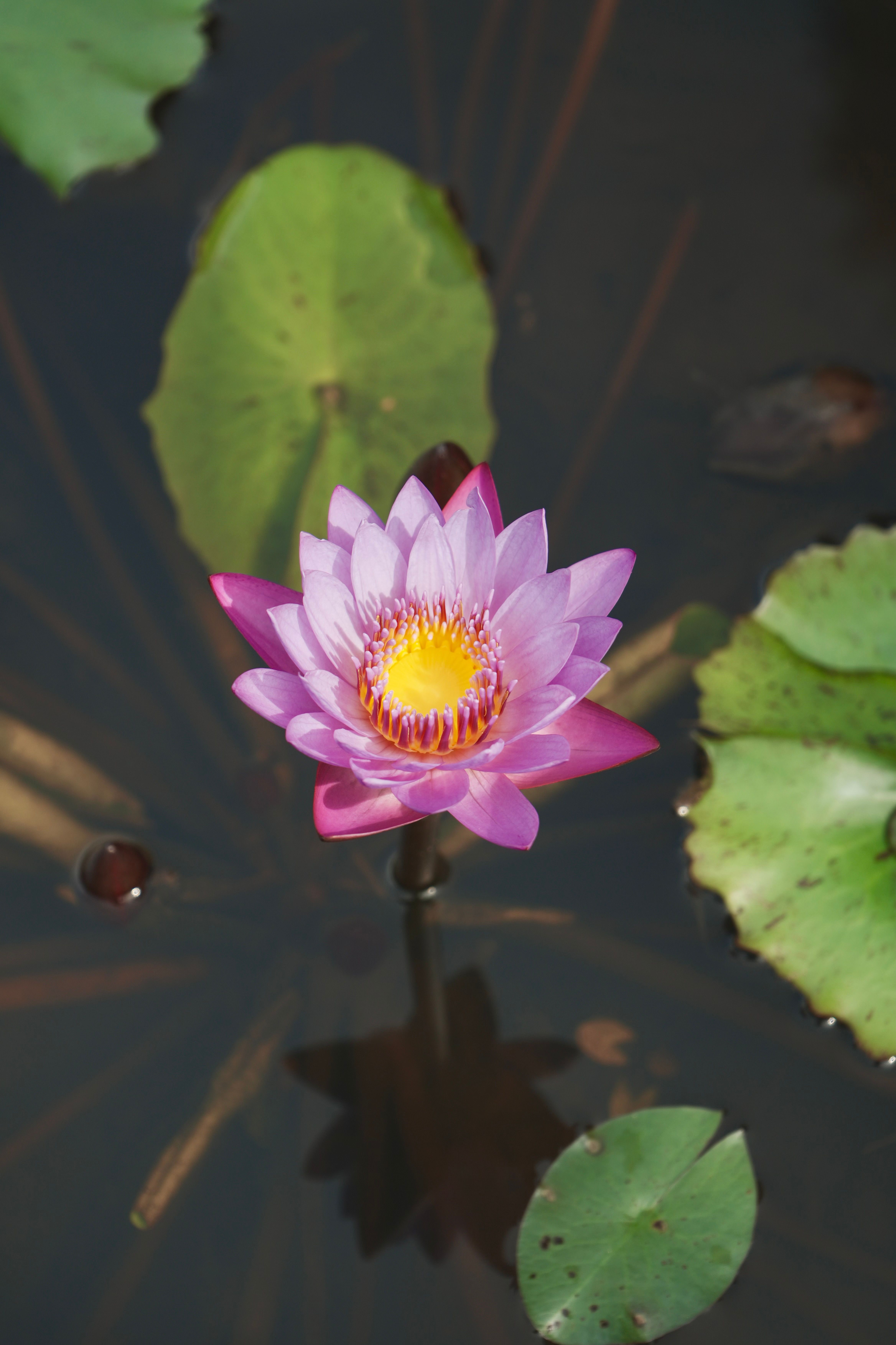 Angelina Flower Photos, Download The BEST Free Angelina Flower Stock ...