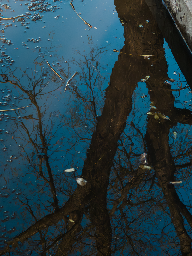 Tree Reflection In Water Photos, Download The BEST Free Tree Reflection ...