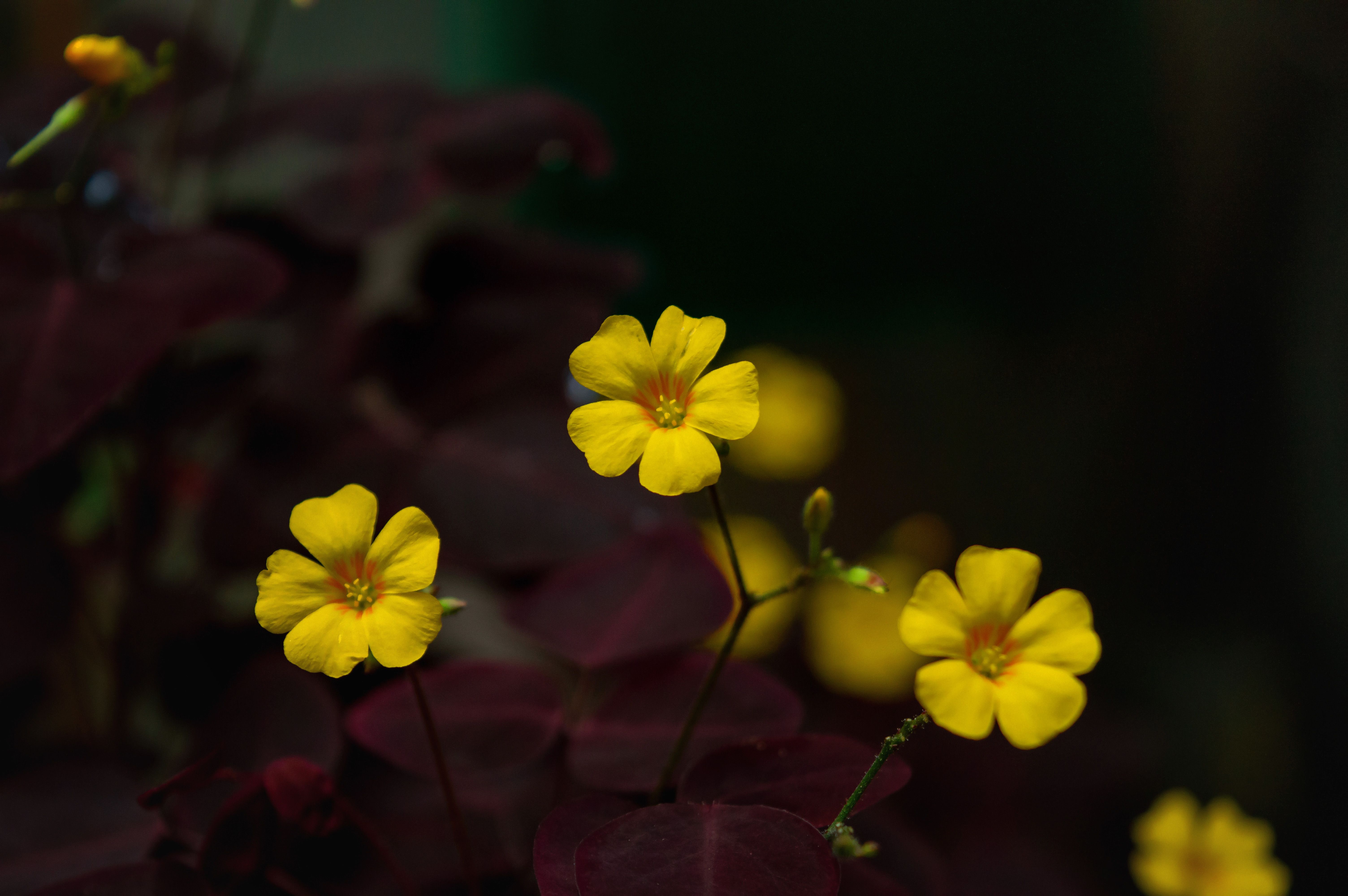 Close-up of Yellow Oxalis Flowers in Minas Gerais · Free Stock Photo
