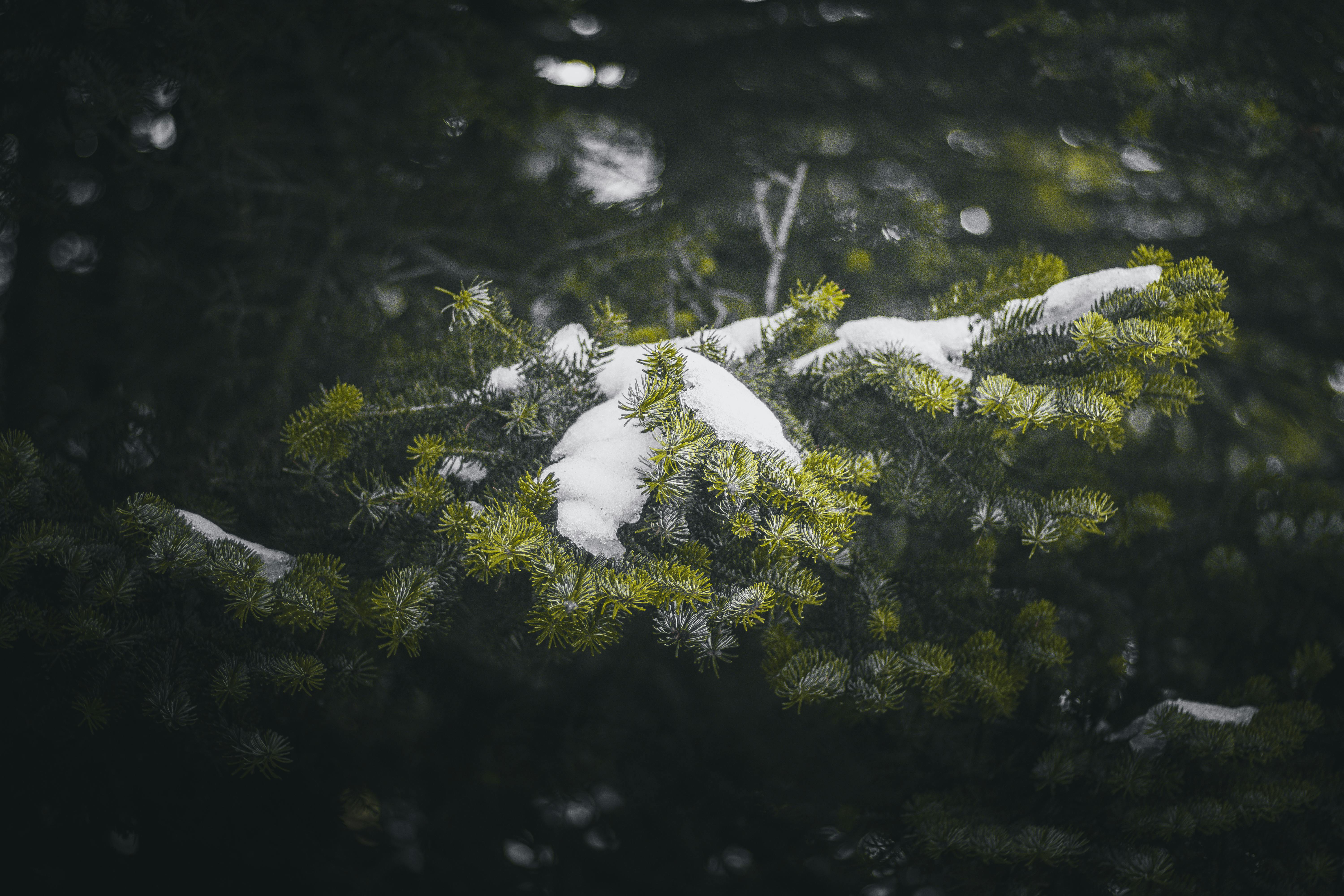 Twigs Photos, Download The BEST Free Twigs Stock Photos & HD Images