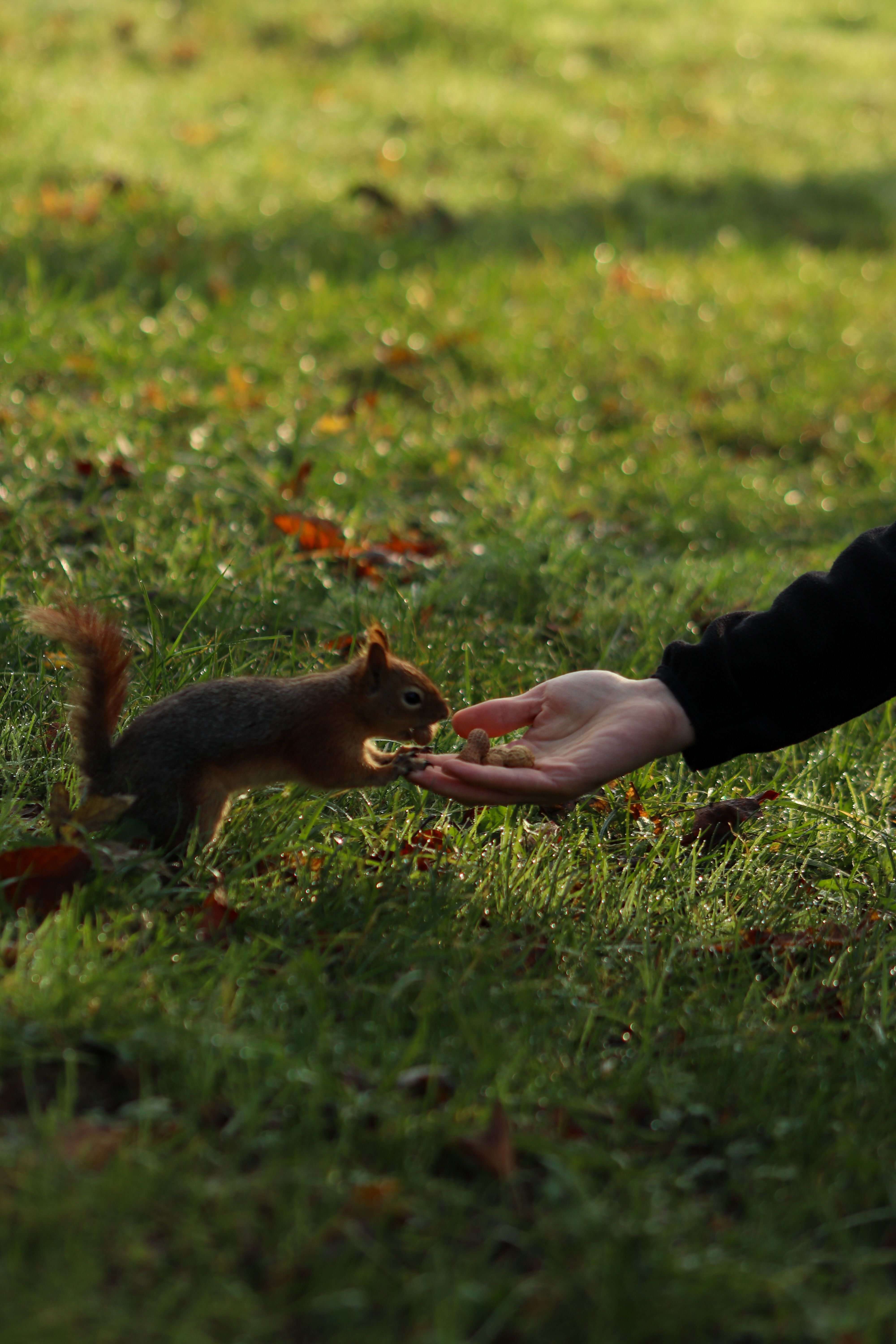 Human Hand Feeding a Squirrel in a Park Setting · Free Stock Photo